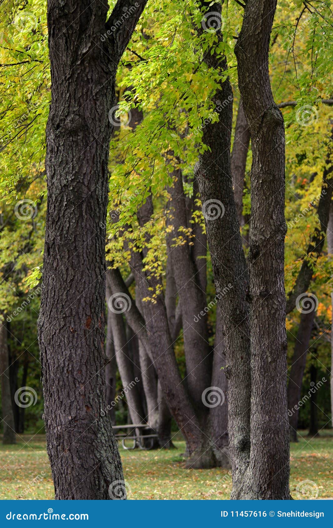 Many trees stock photo. Image of fall, green, generic - 11457616