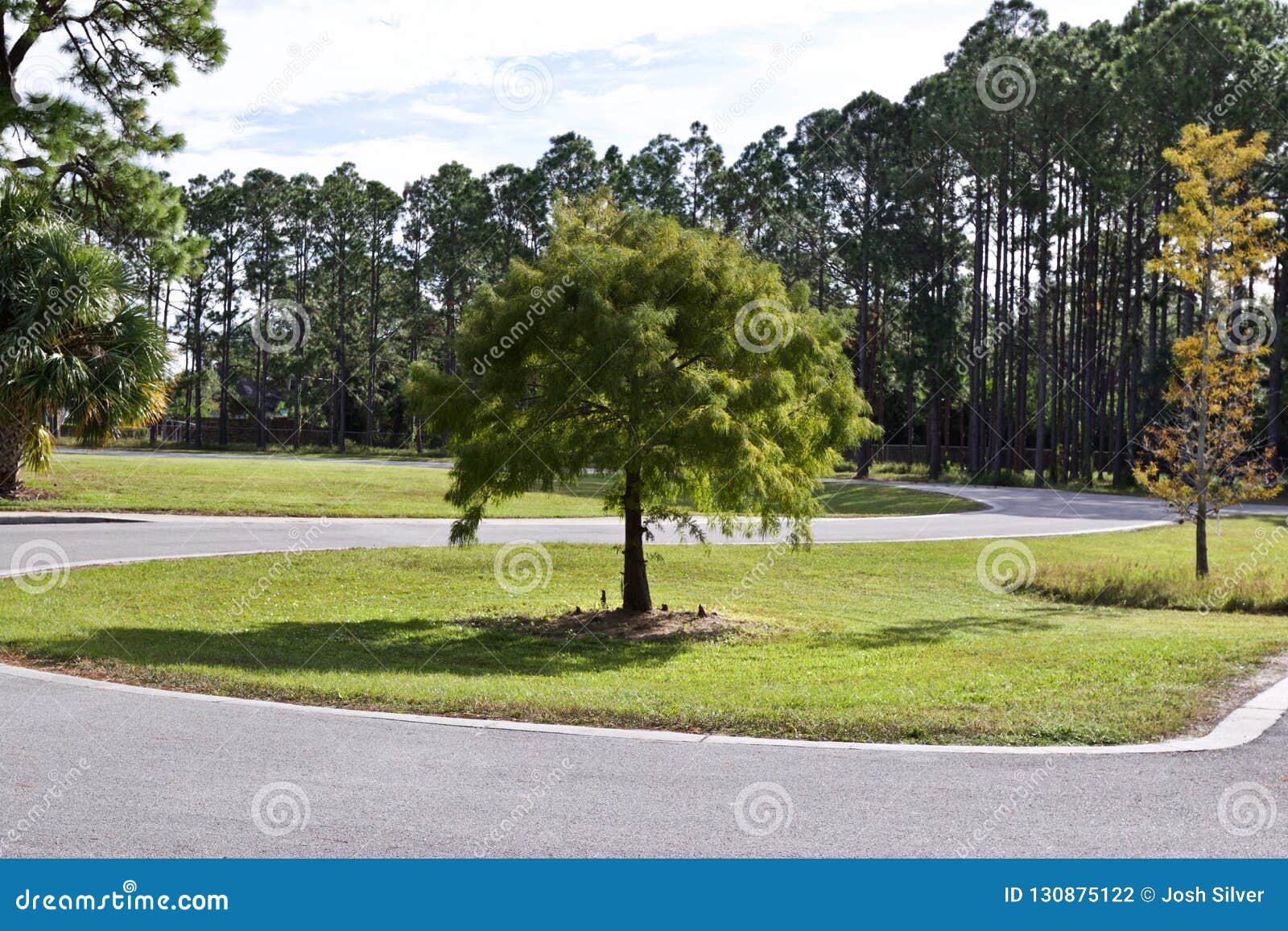 Many Trees Along a Winding Road Stock Photo - Image of landscape, dense ...