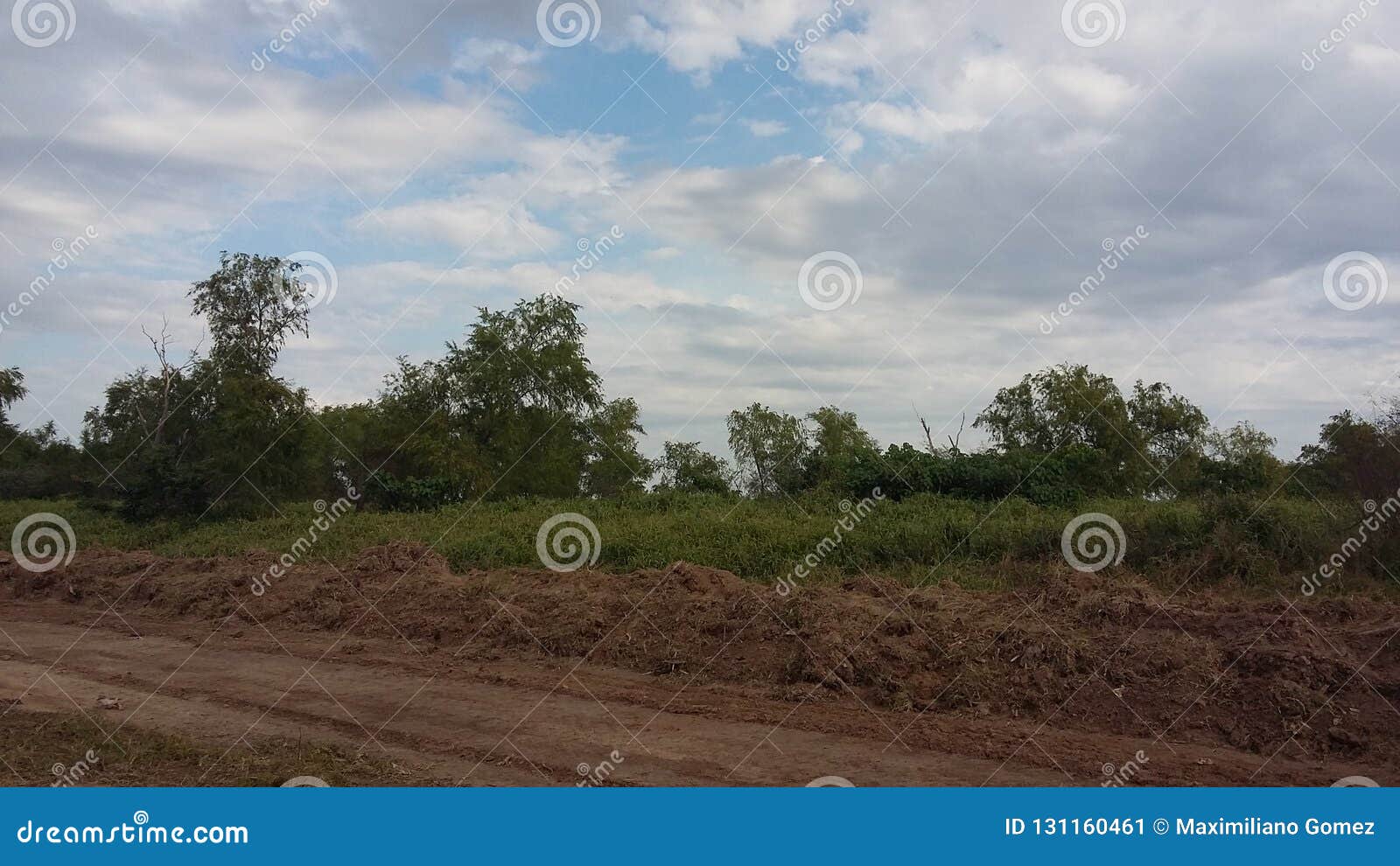 Trees Forest Nature Cloudy Day Stock Image - Image of pine, forest ...