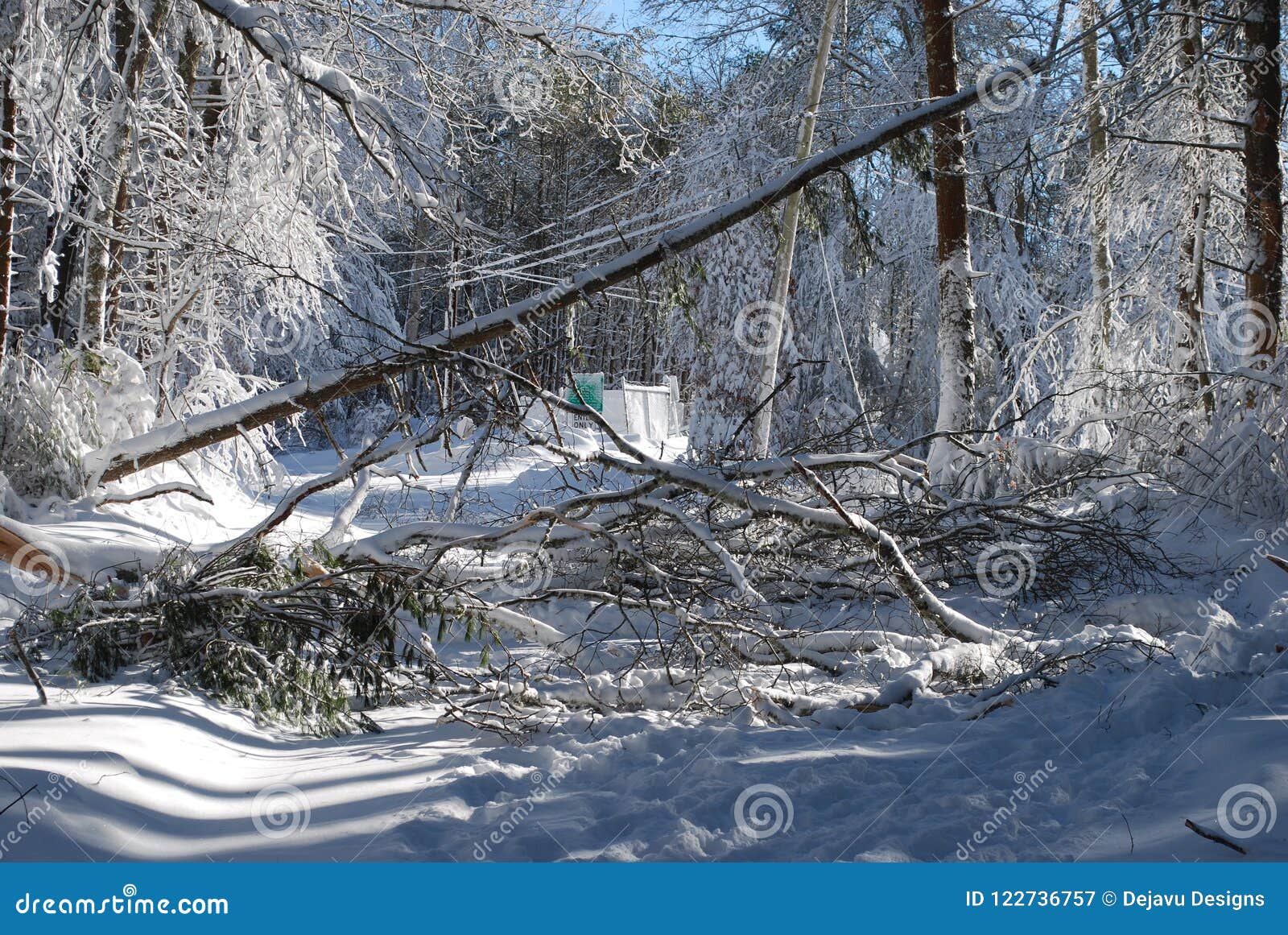 Many Trees that Fell Down during a Winter Blizzard Stock Image - Image ...