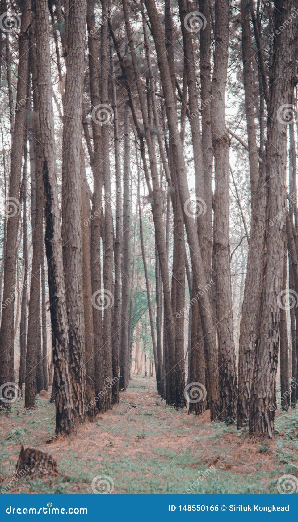 Many trees in the garden stock photo. Image of green - 148550166