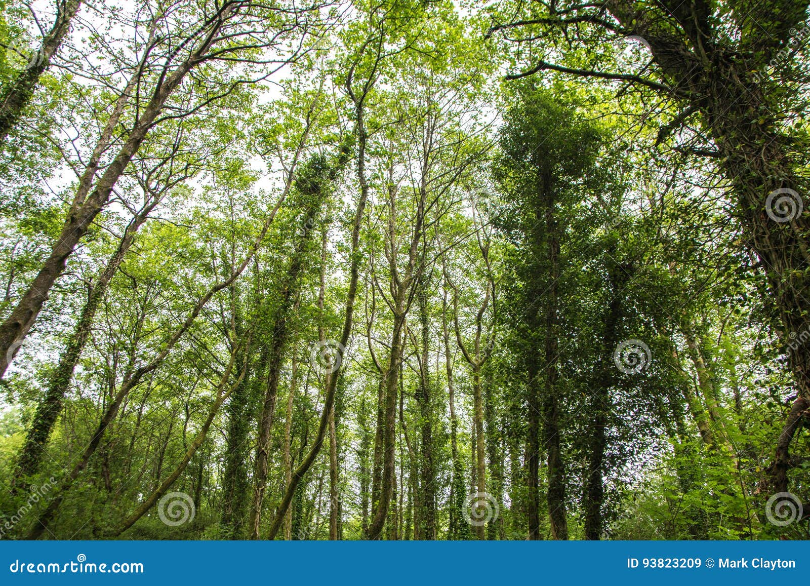 Many Trees of the Marsh Forest Stock Image - Image of marsh, foliage ...