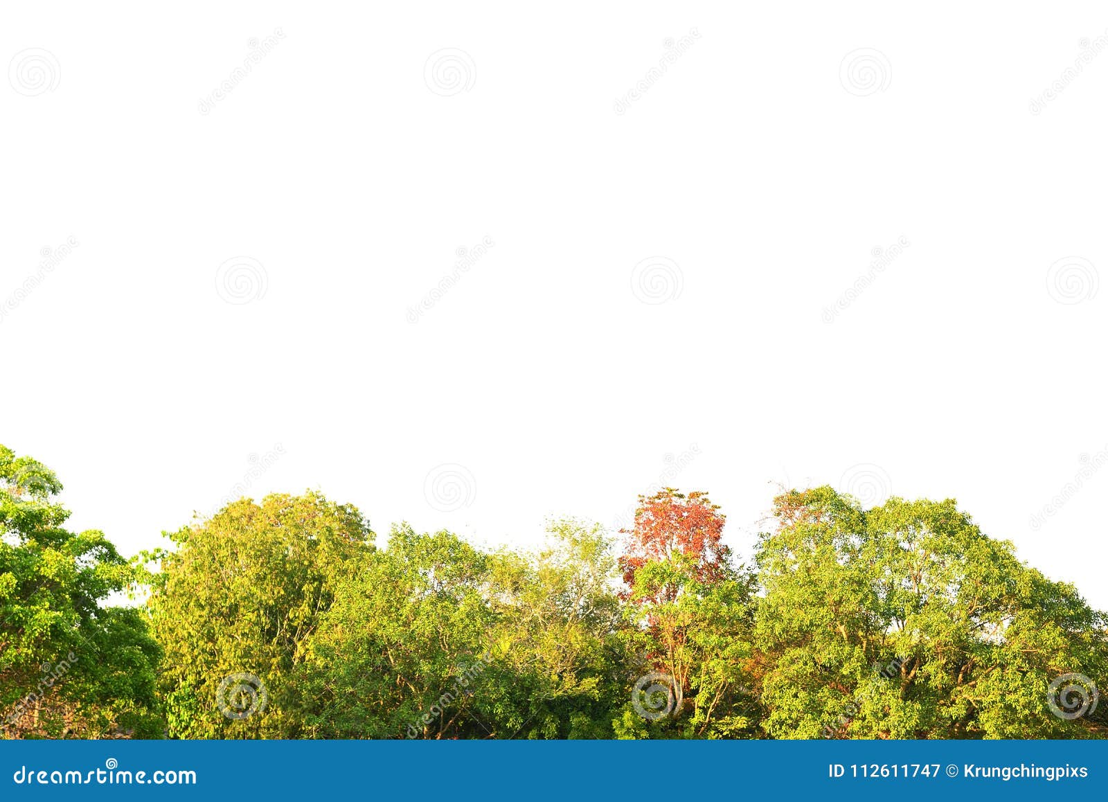 Many Trees on White Background. Stock Image - Image of botanic, plant ...