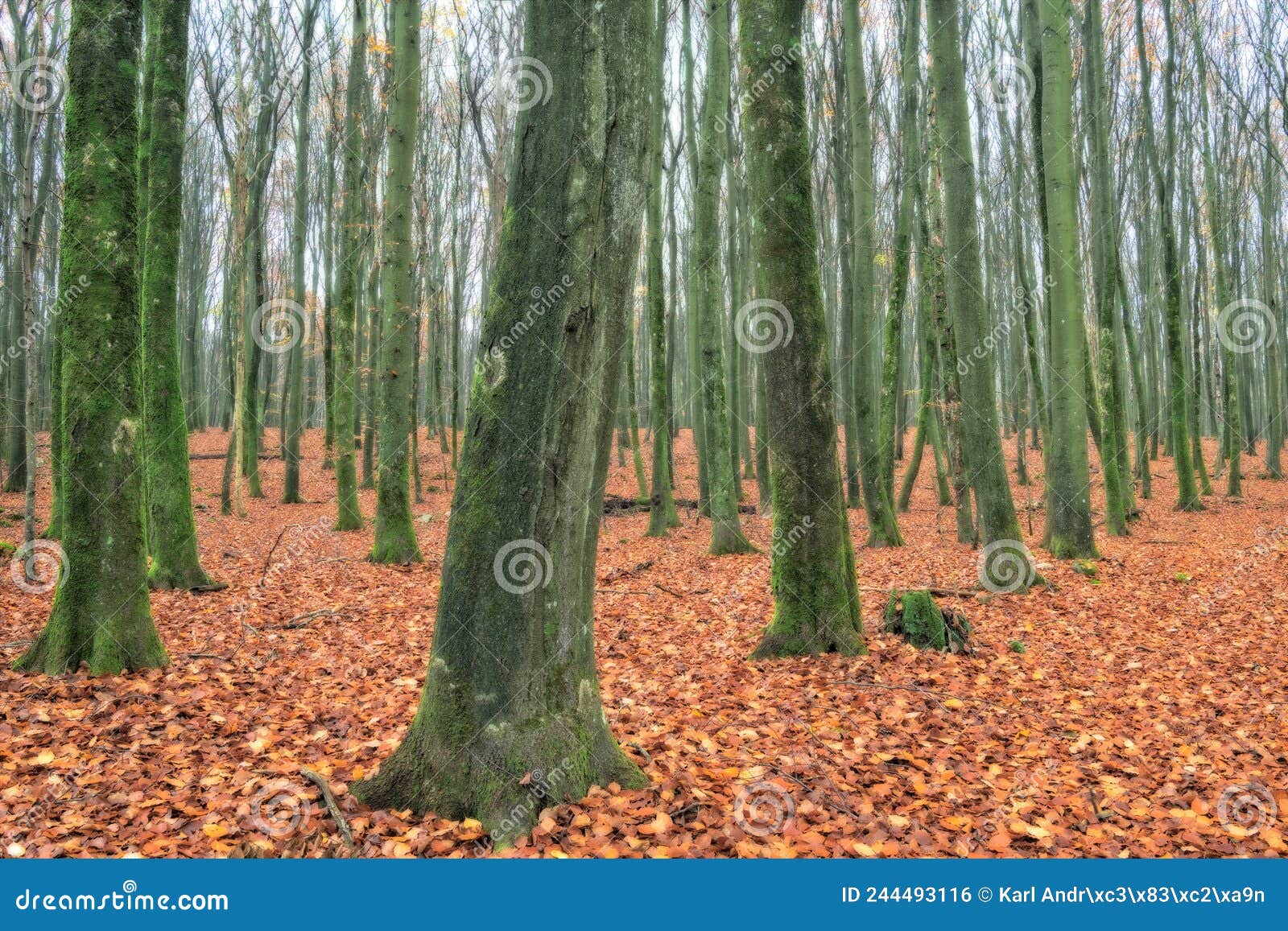 Bare Tree Trunks in the Beech Forest Stock Photo - Image of autumn ...