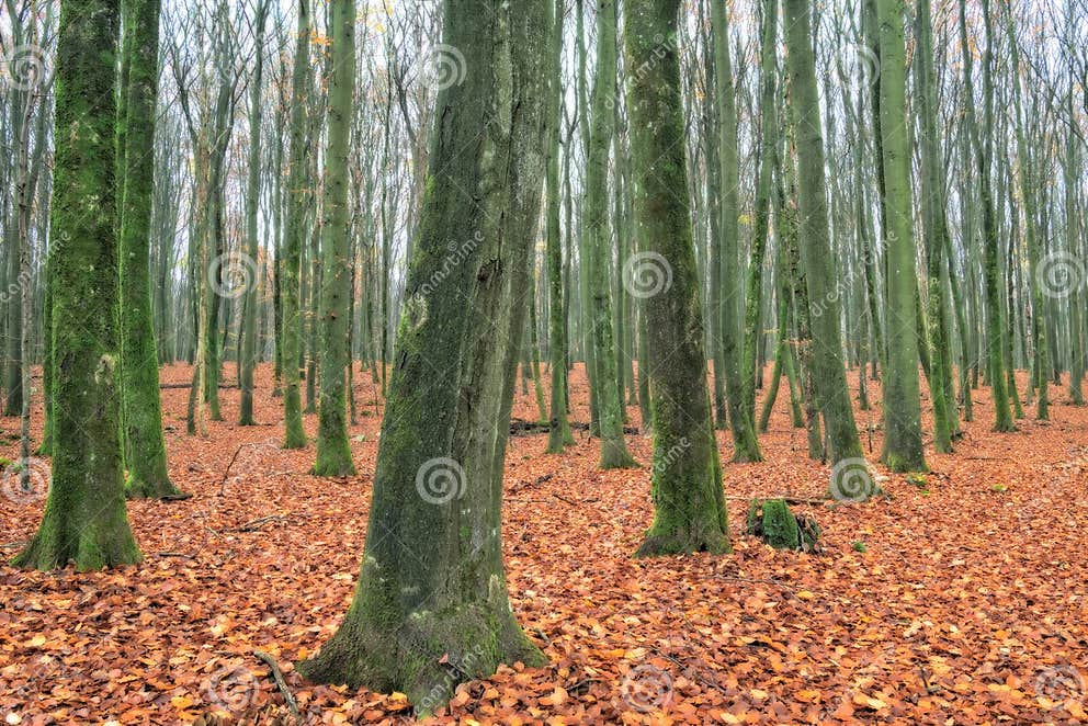 Bare Tree Trunks in the Beech Forest Stock Photo - Image of autumn ...