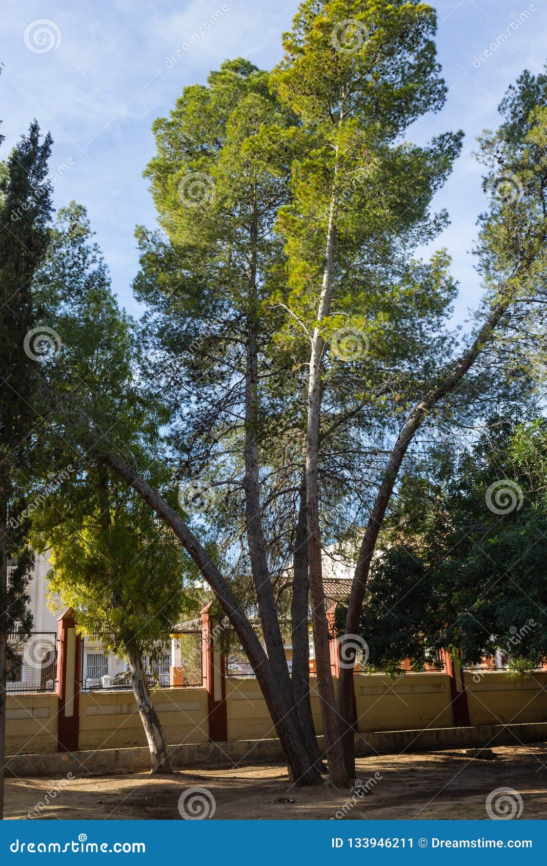 Many Trunks of a Single Tree Stock Image - Image of design, pile: 133946211