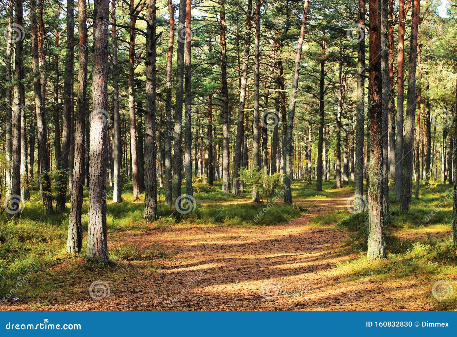 Many Trunks Of A Single Tree Royalty-Free Stock Photo | CartoonDealer ...