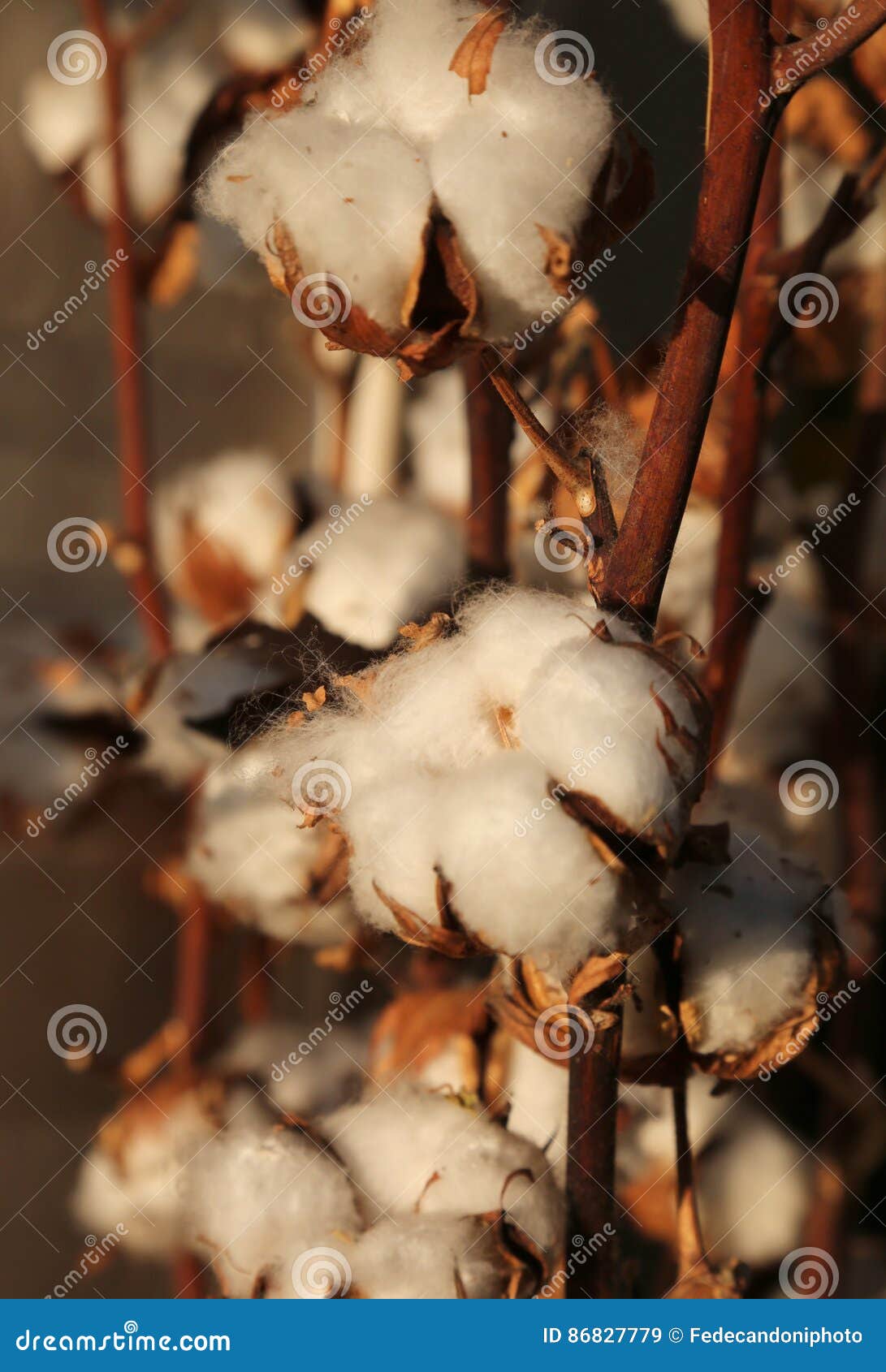 Many Tufts of White Cotton on the Intensive Cultivation of Cotto Stock ...