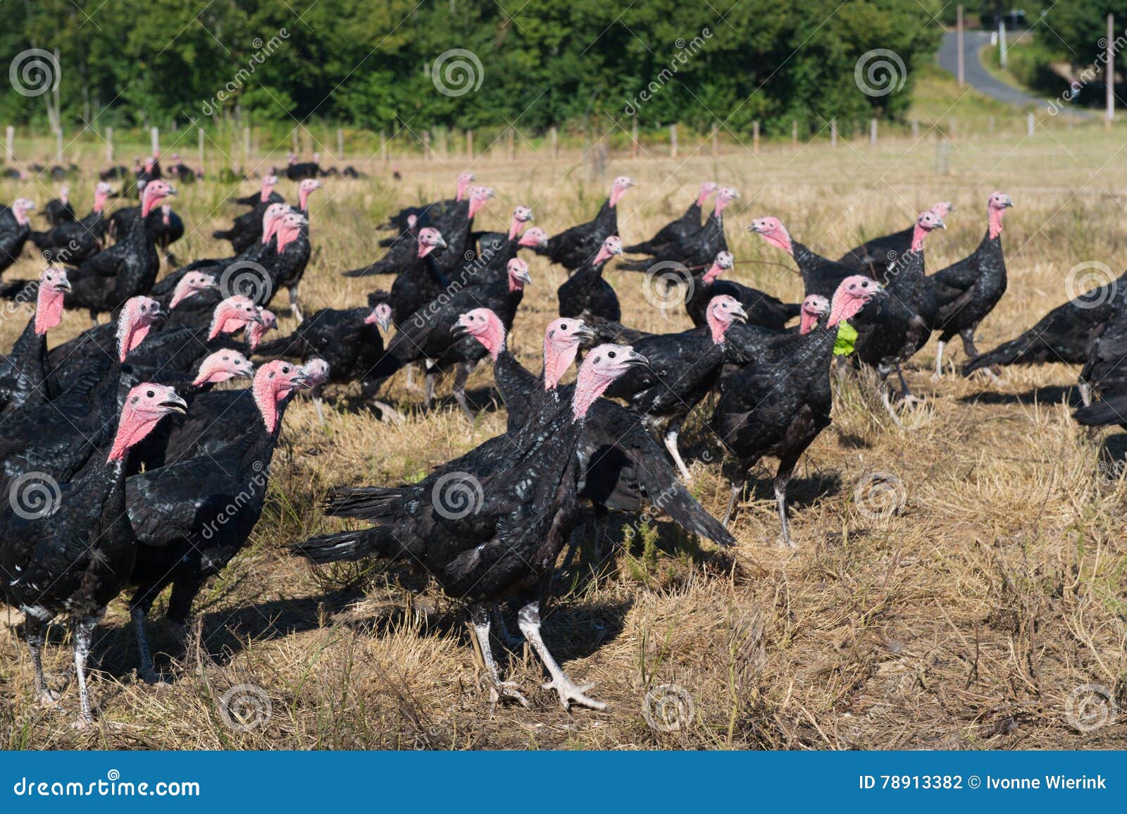 Many turkeys at the farm stock photo. Image of food, farm - 78913382