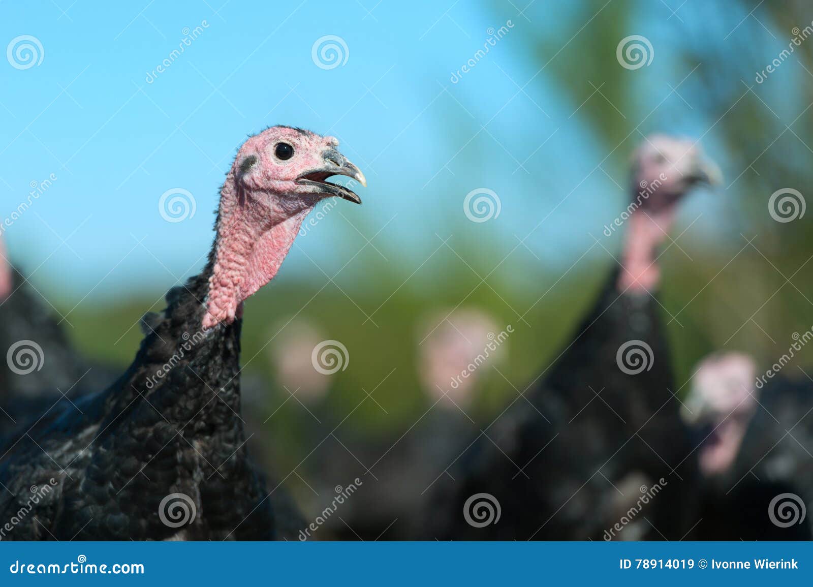Many turkeys at the farm stock image. Image of turkeys - 78914019