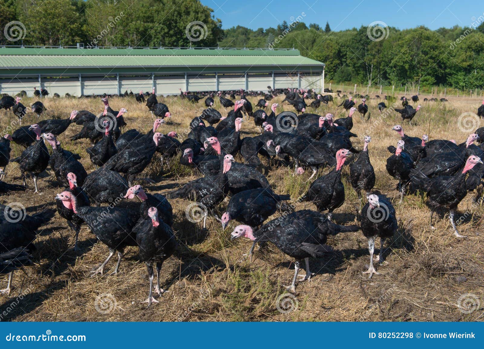 Many turkeys at the farm stock photo. Image of food, breeder - 80252298