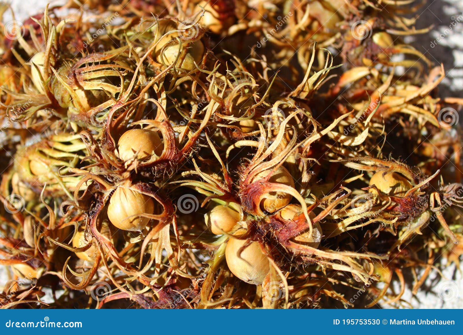 Many Turkish Hazel Nuts on a White Background Stock Photo - Image of ...