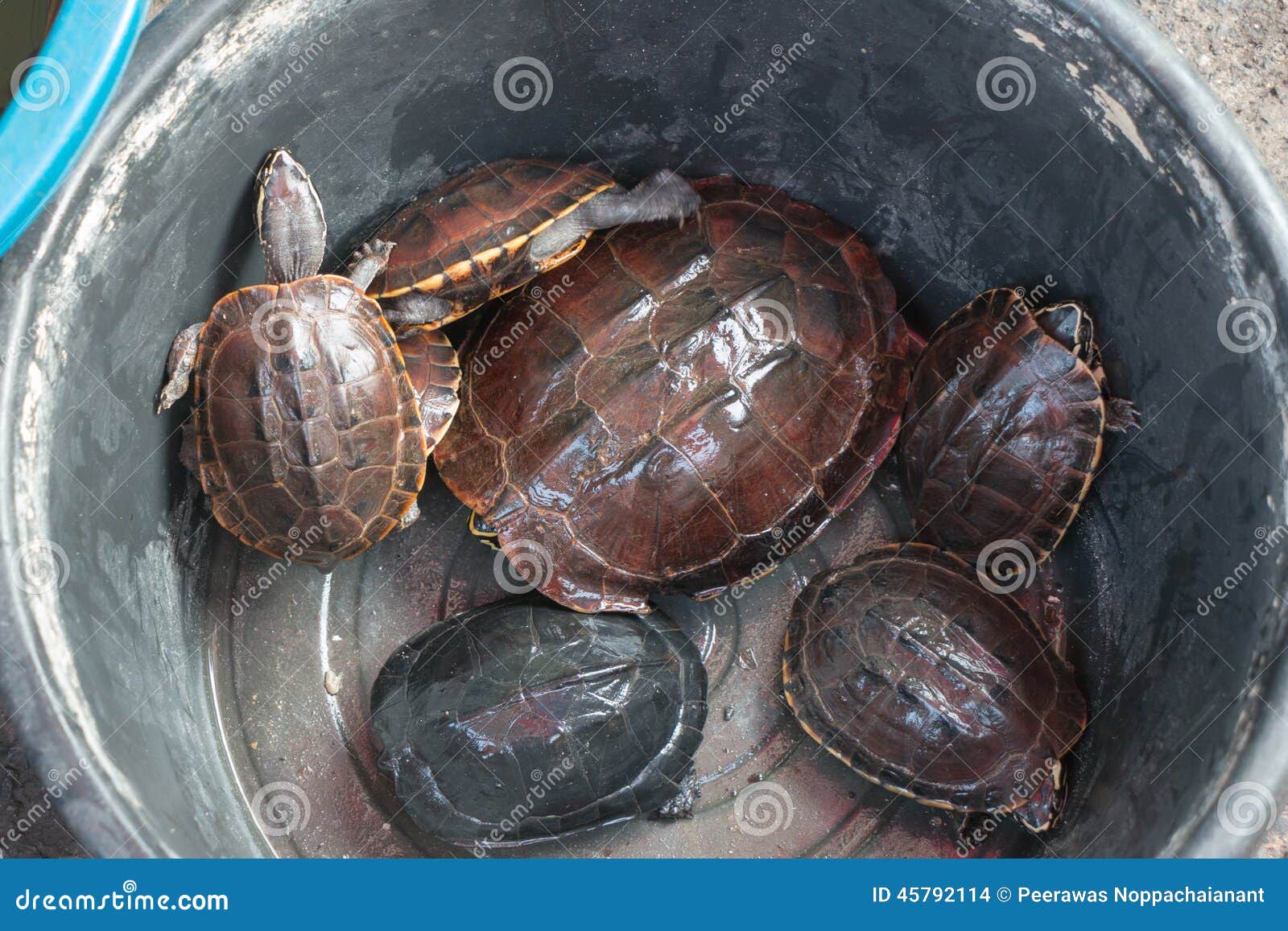 Many turtles stock photo. Image of terrapin, thailand - 45792114