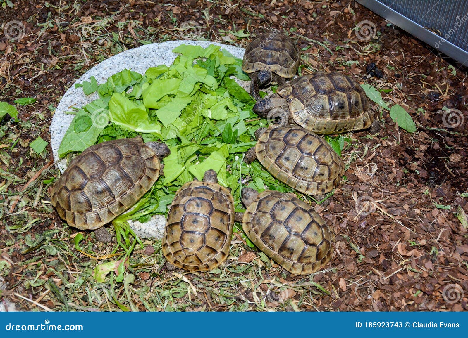 Many Turtles Hatchlings while Eating Stock Image - Image of testudinata ...