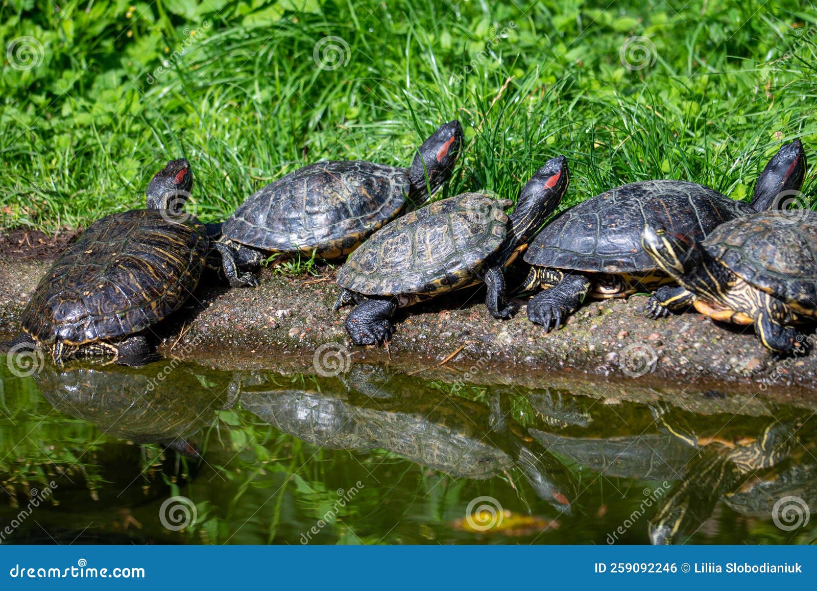 Many Turtles Sit on One Log Stock Photo - Image of tortoise, crocodile ...