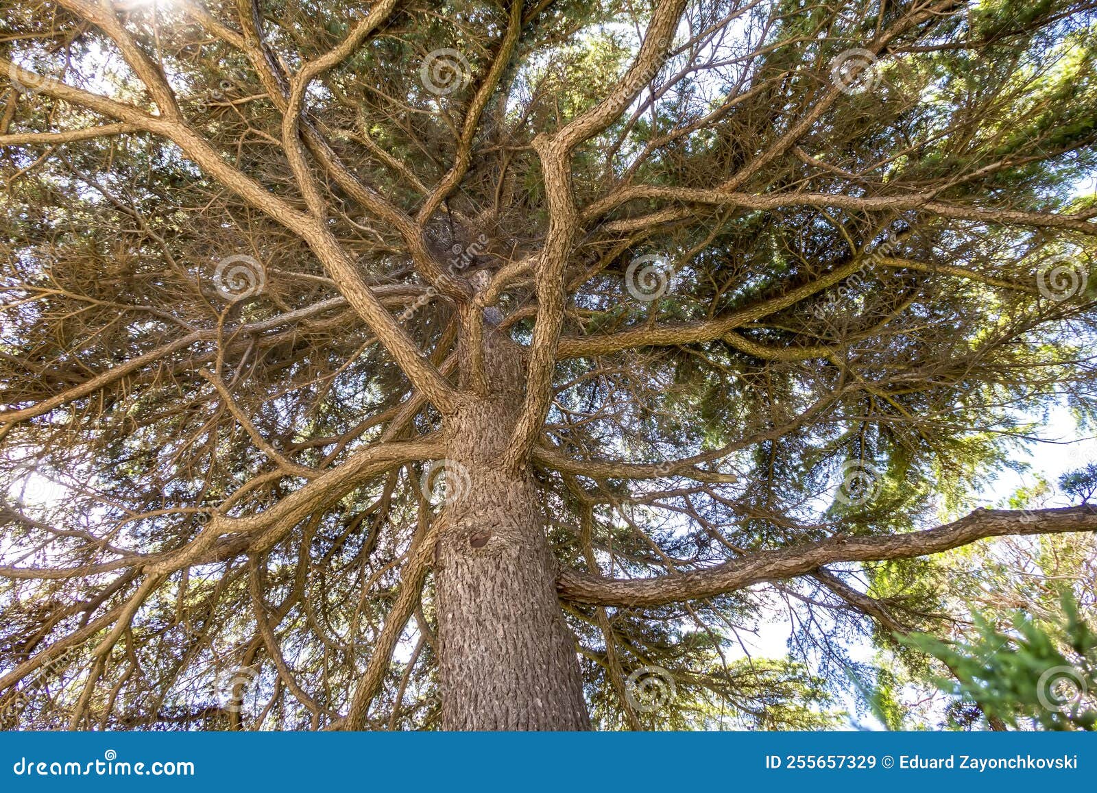 Many Twisting Branches of a Tree, Stock Image - Image of park ...