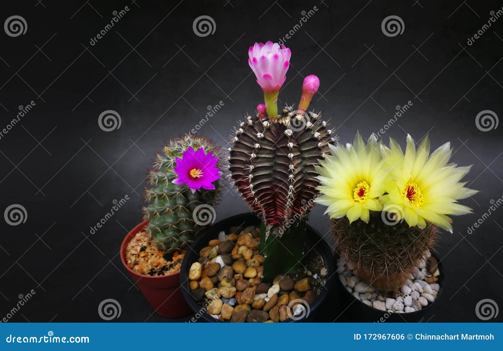 Many Type Flowers and Multicolors of Mini Cactus in Little Pots. Studio ...