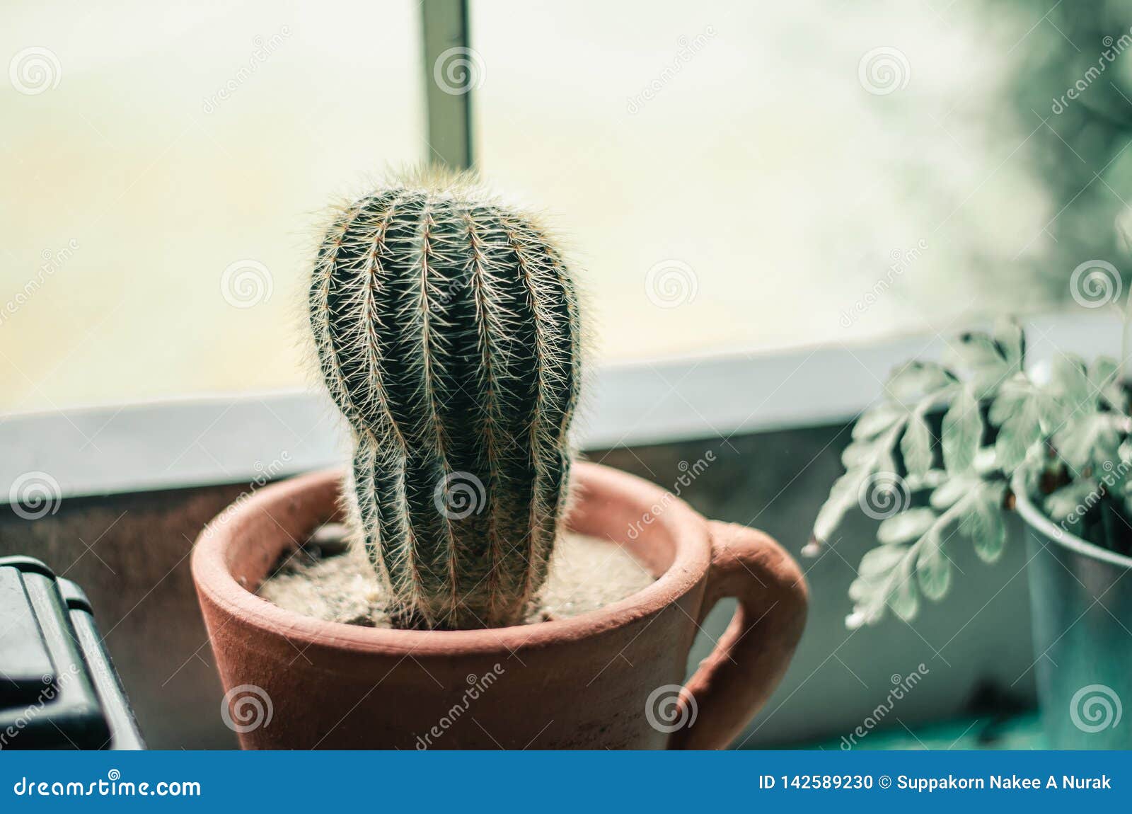 Many Types of Cactus are Decorated in the Cafe. 5 Stock Photo - Image ...