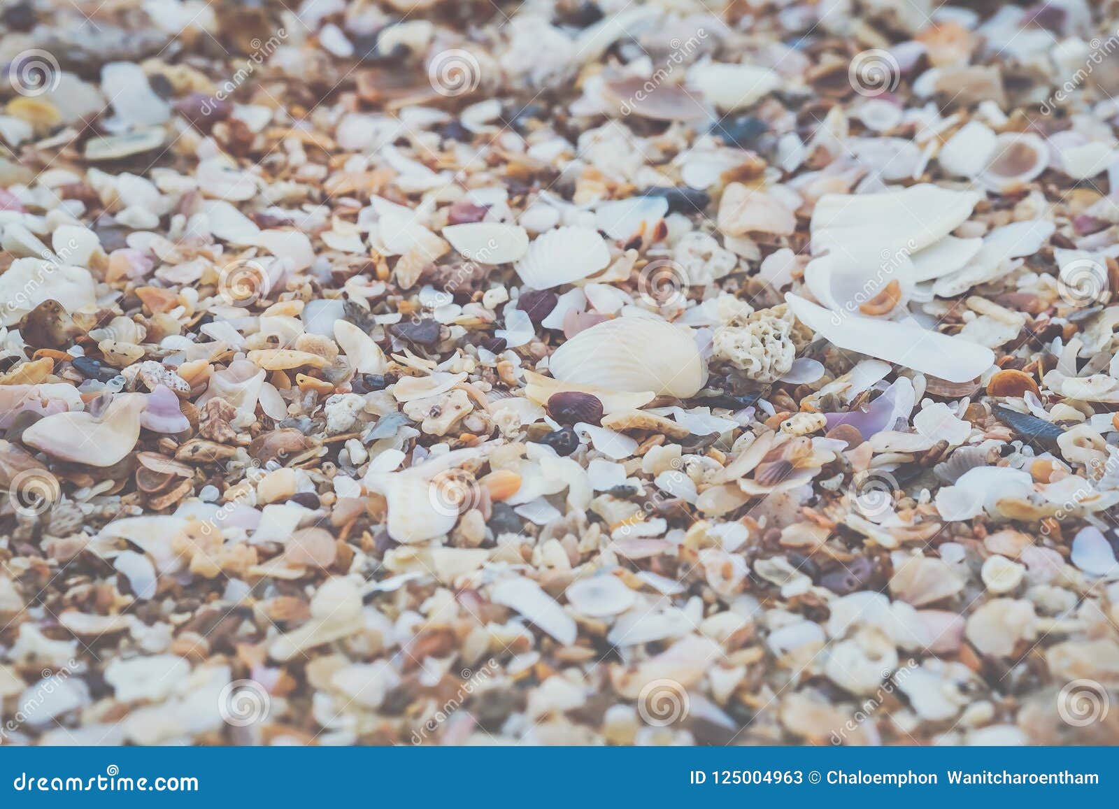 Many Types of Shells are Gathered on the Beach Beach. Close-up Stock ...