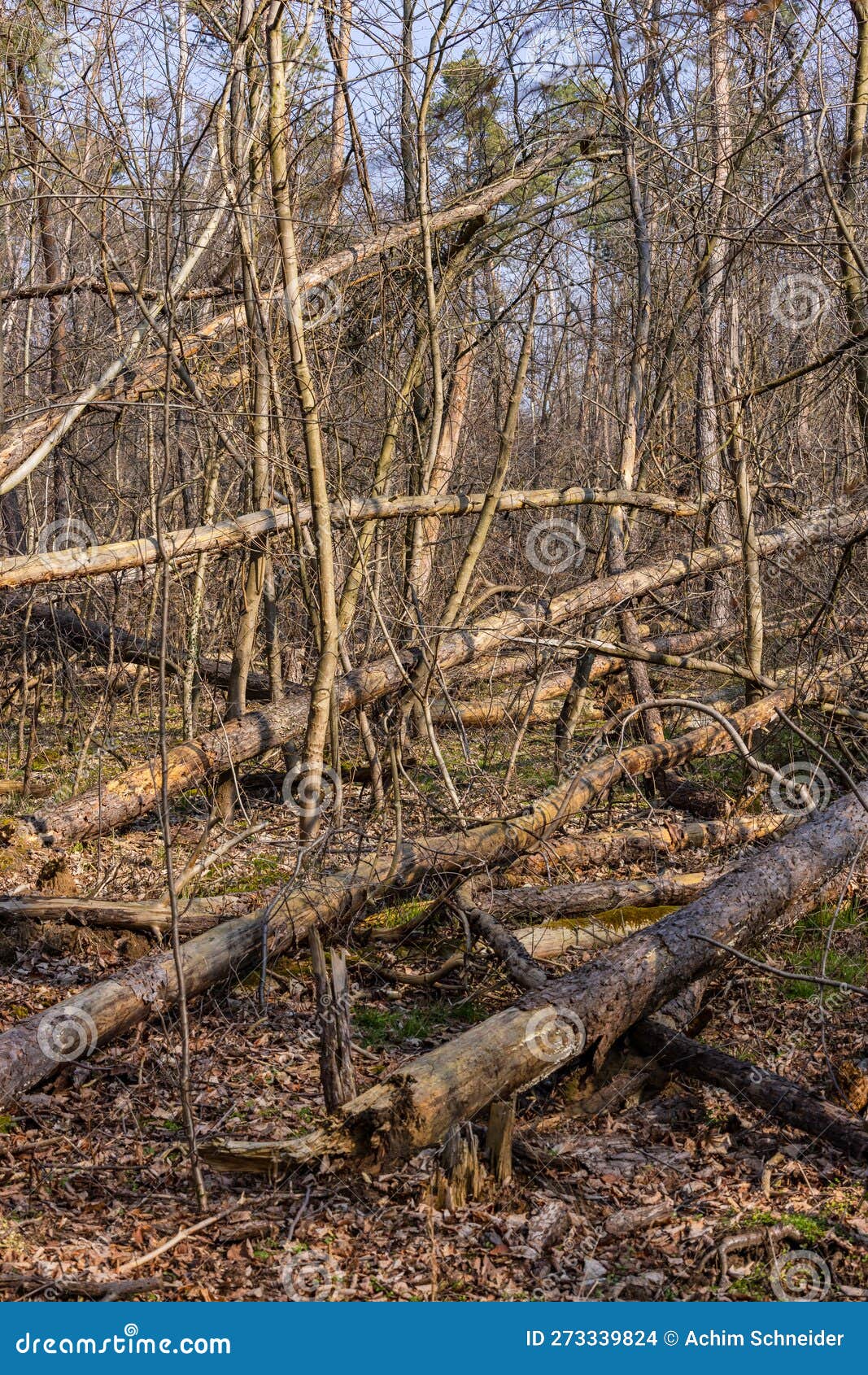 Many Uprooted Trees in a Devastated Forest in Germany after a Storm ...