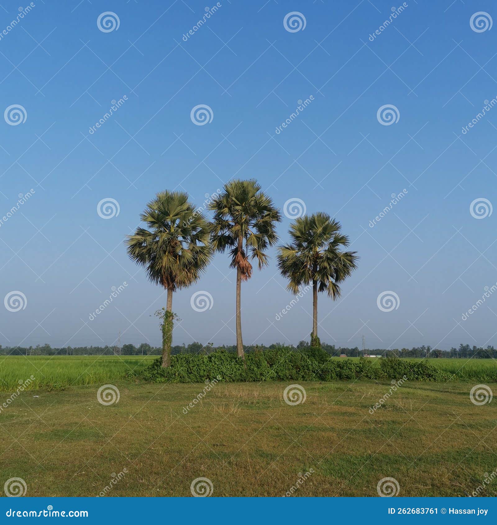 Palm Tree Many Useful Trees for Us. Stock Image - Image of wind, palm ...