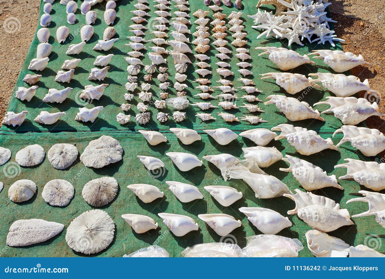 Many Varied Sea Shells for Sale Stock Photo - Image of coast, shell ...