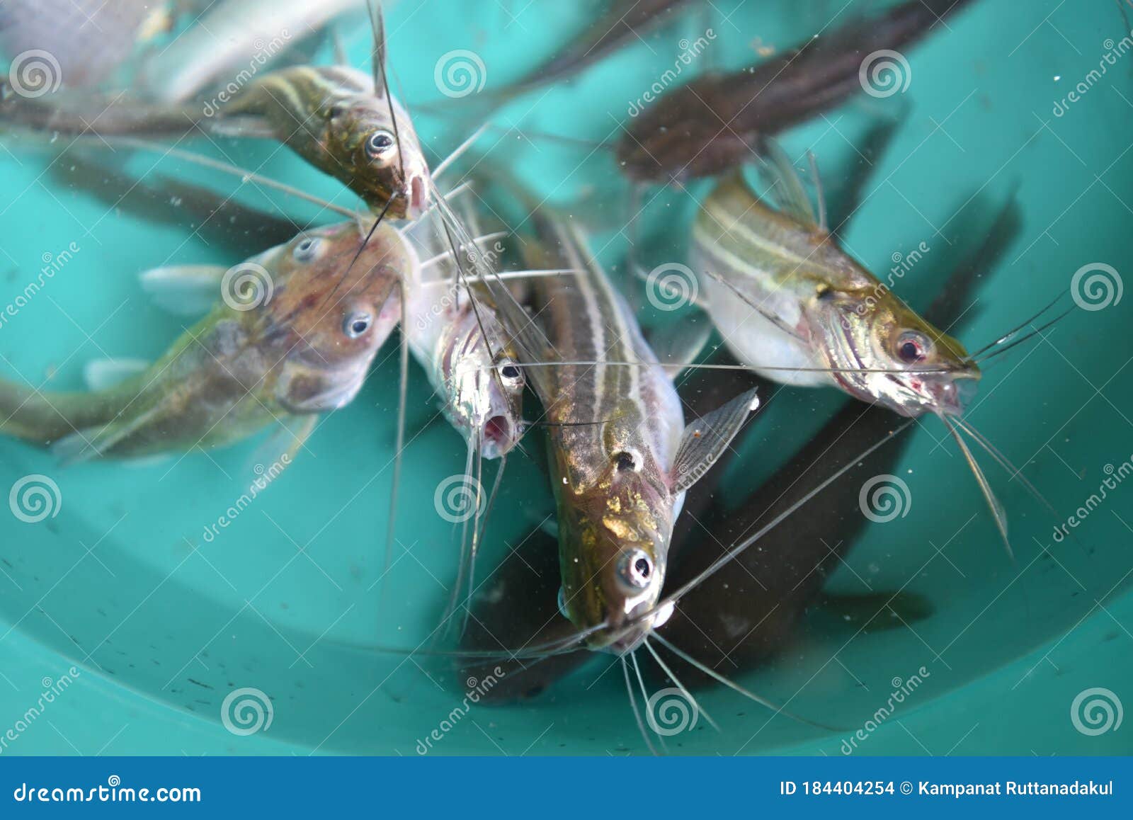 Many Varieties of Freshwater Fish are Still Alive in a Green Plastic ...