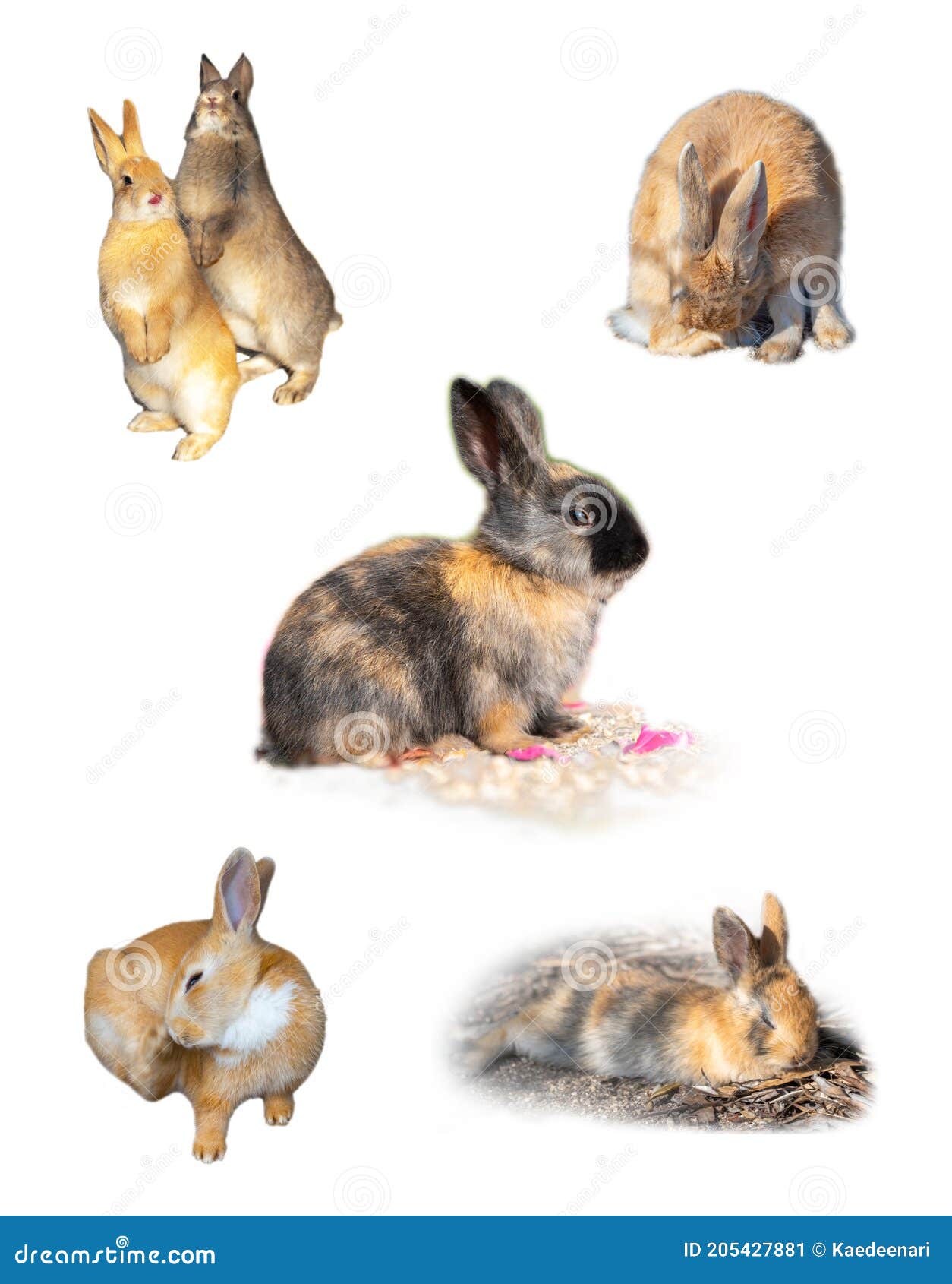 Many Variety Action of Adorable Bunny Rabbit Stock Image - Image of ...