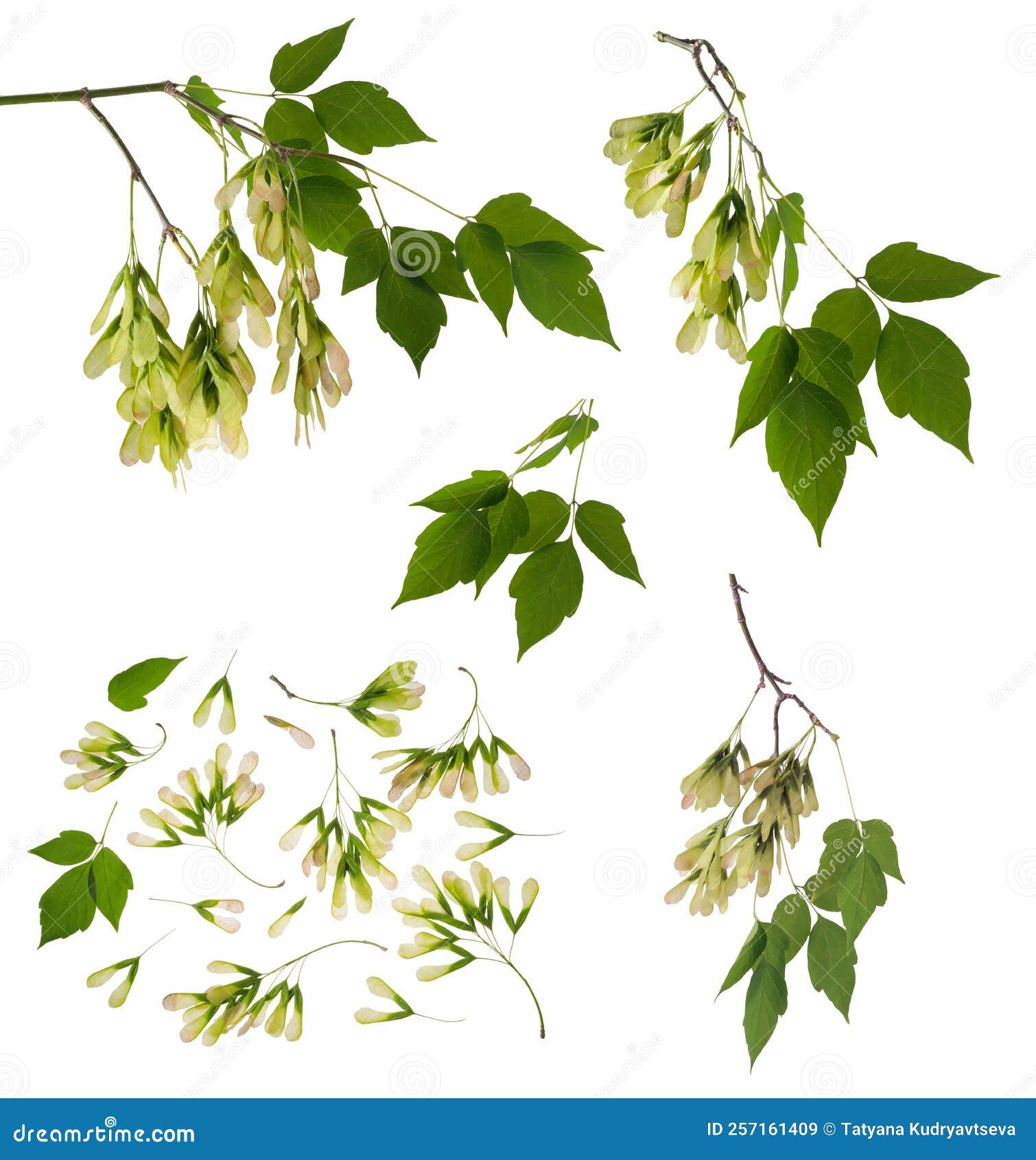 Many Various Branches of Maple Tree with Green Leaves and Seeds on ...