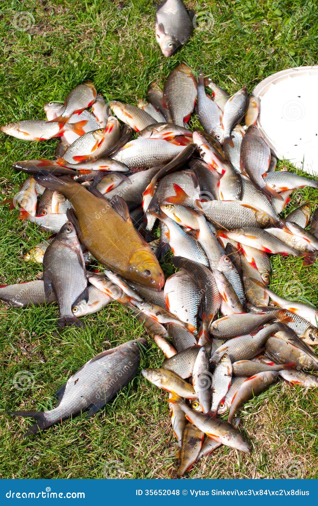 Many various fish stock photo. Image of group, healthy - 35652048
