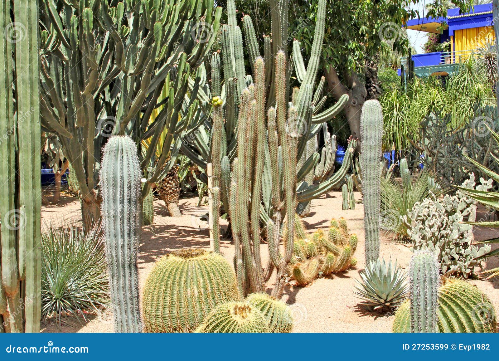 Many Various Green Exotic Cactuses Stock Image - Image of barb ...