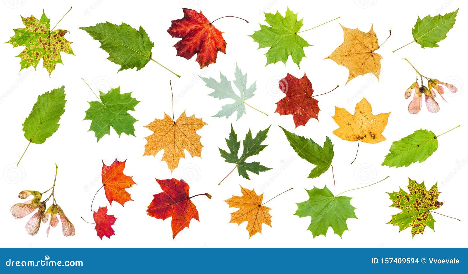 Many Various Maple Leaves Isolated on White Stock Photo - Image of ...