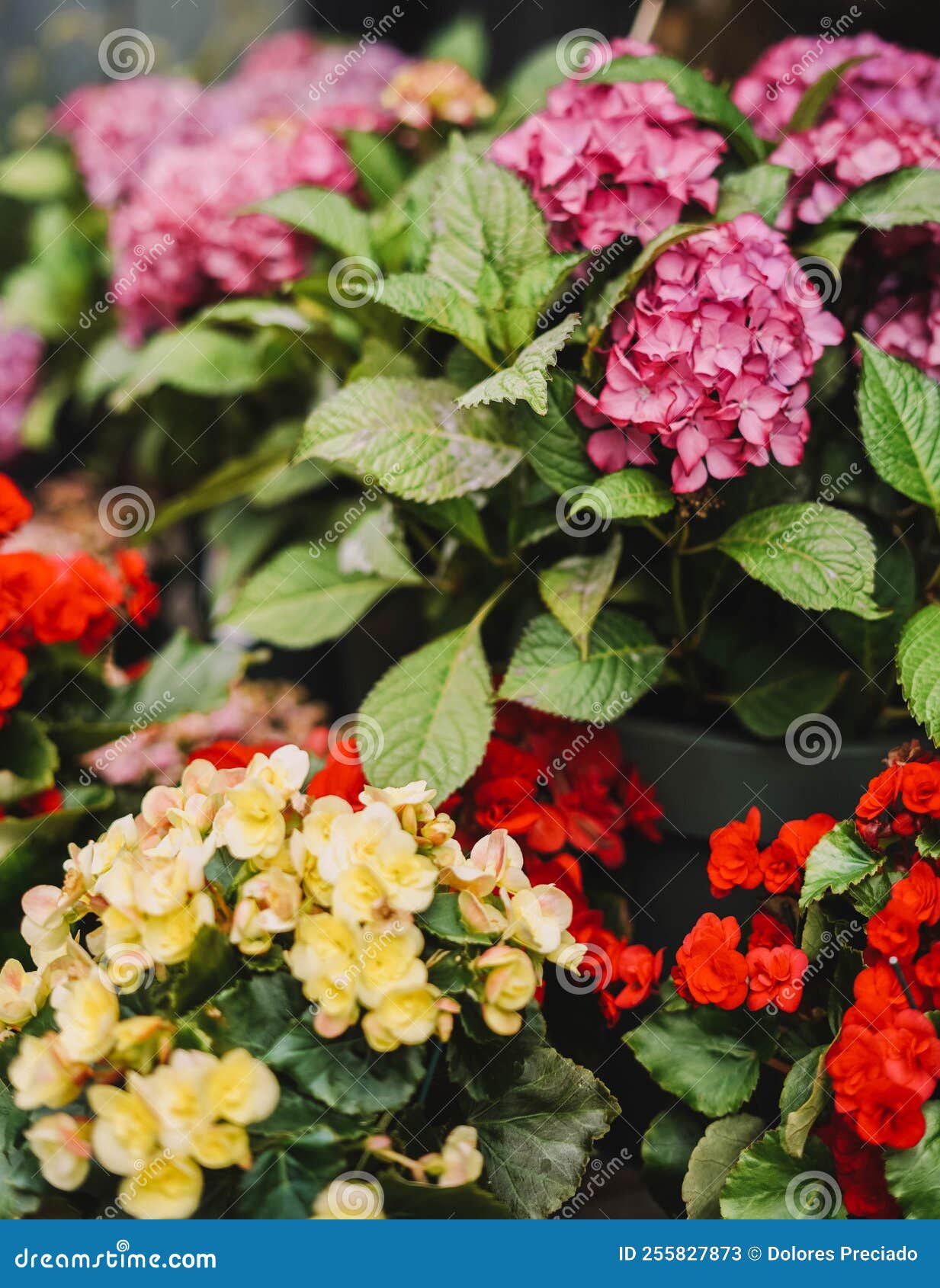 Various Natural and Colorful Flowers Stock Image - Image of closeup ...