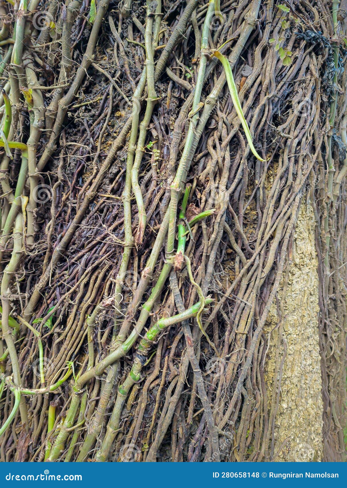 Vine Roots Cayratia Trifolia Liana Ivy Plant Bush, Nature Frame Jungle ...