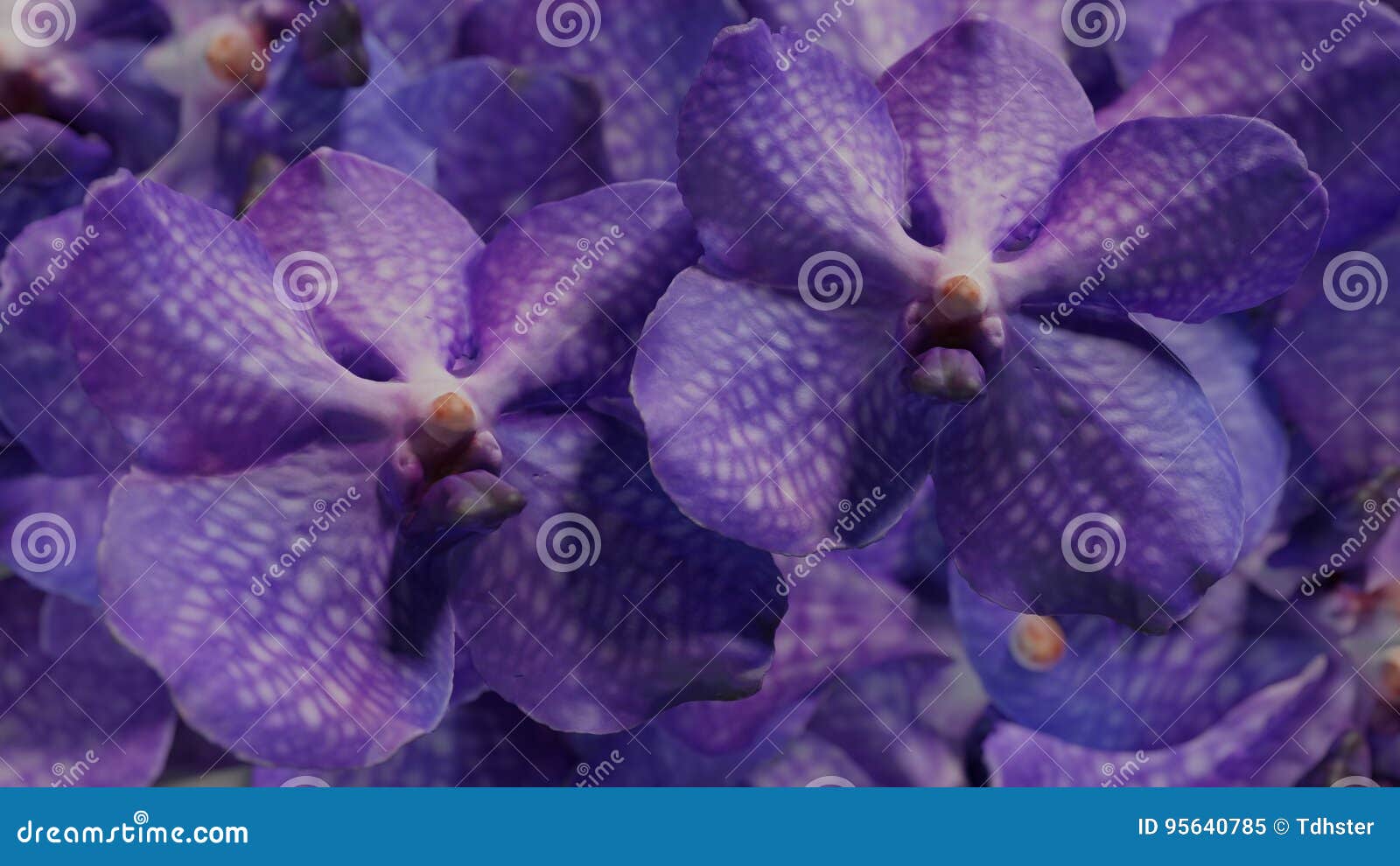 Many Violet Orchidea, Orchid Flower Set Background 3d Illustration ...