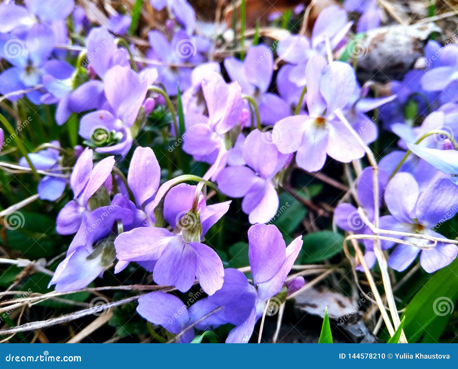 Many Violet Wild Flowers of Violets in the Forest Stock Photo - Image ...