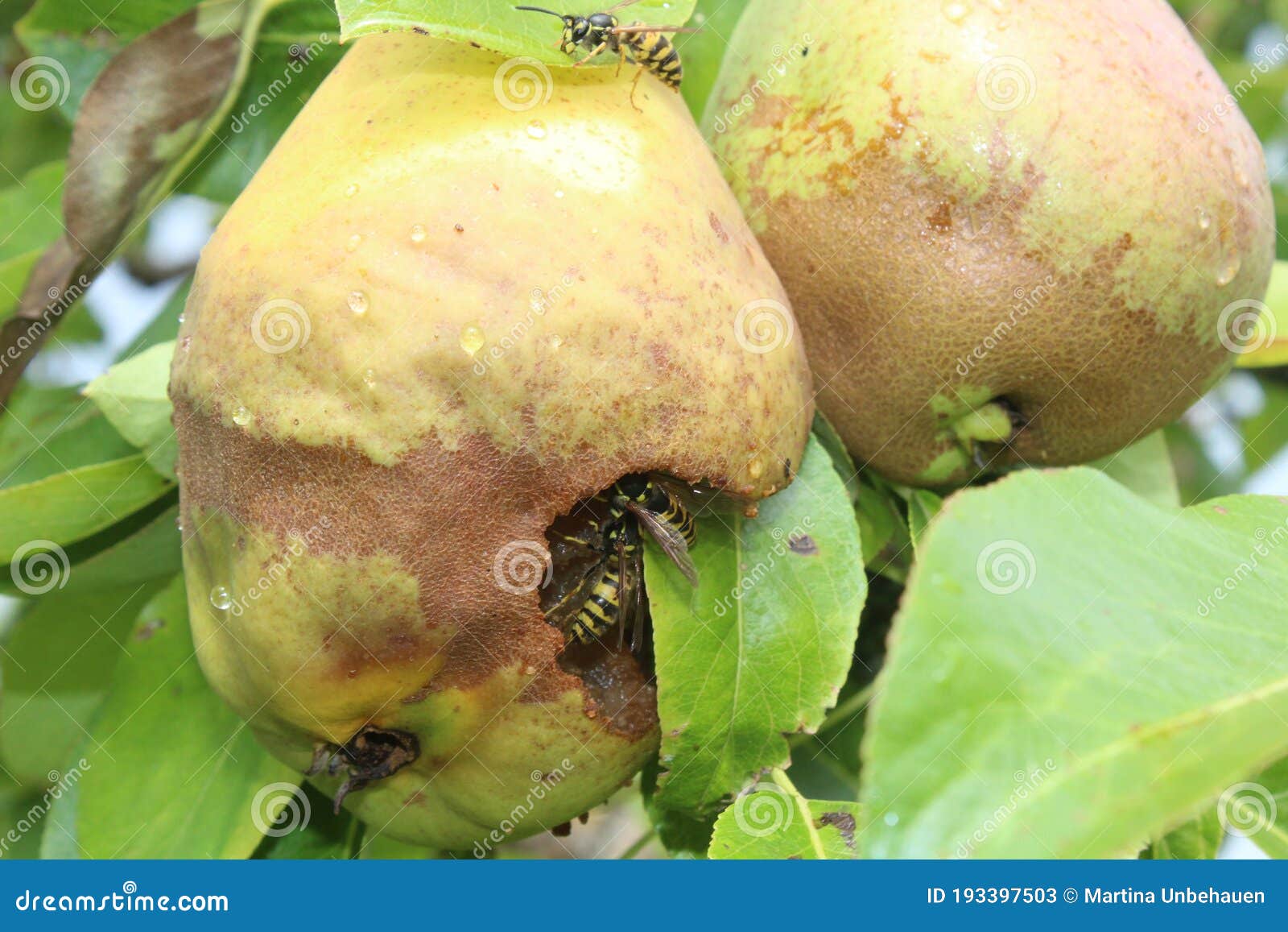 Many wasps on a pear stock image. Image of trees, insect - 193397503