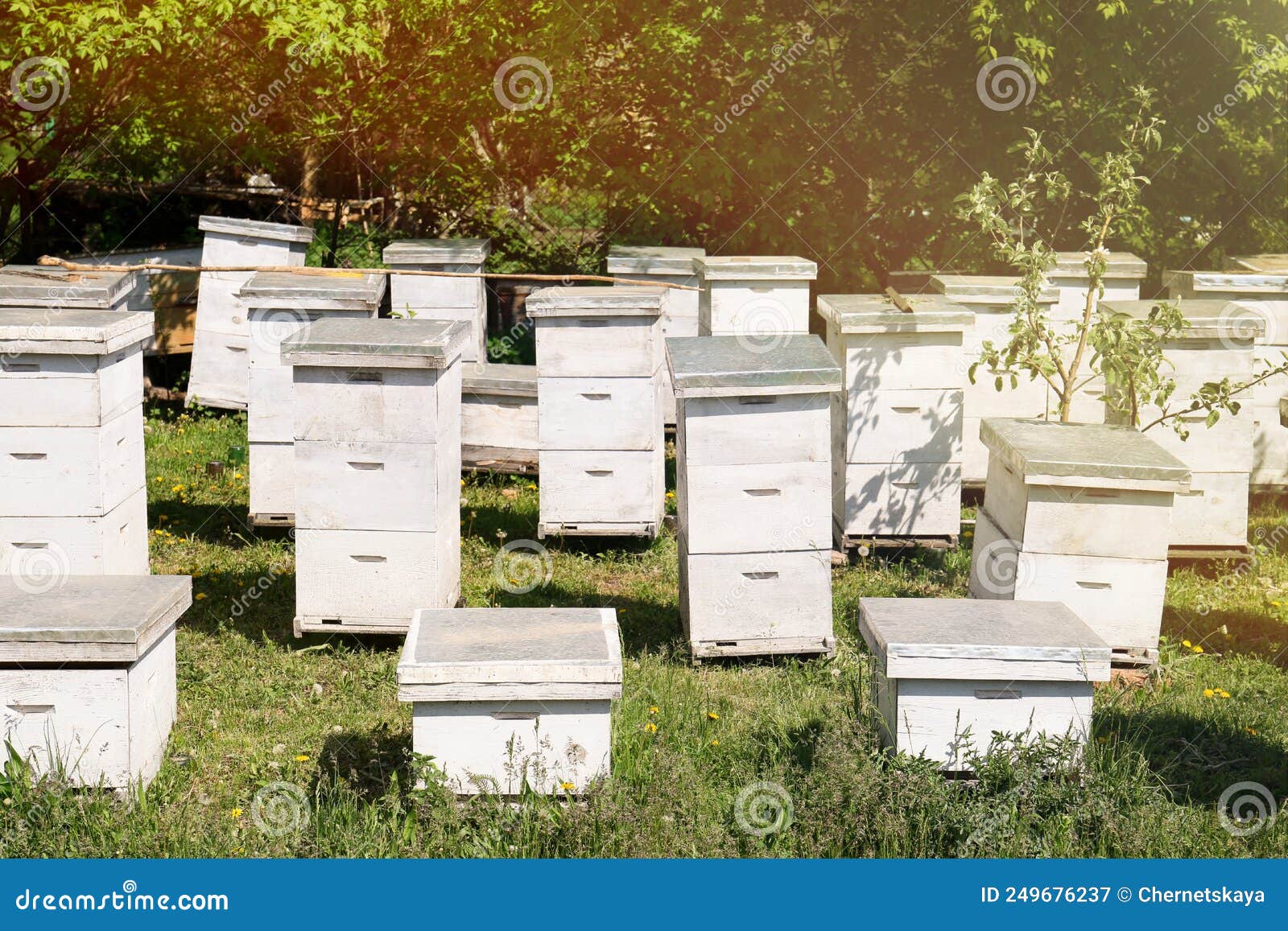 Many White Bee Hives at Apiary on Spring Day Stock Image - Image of ...