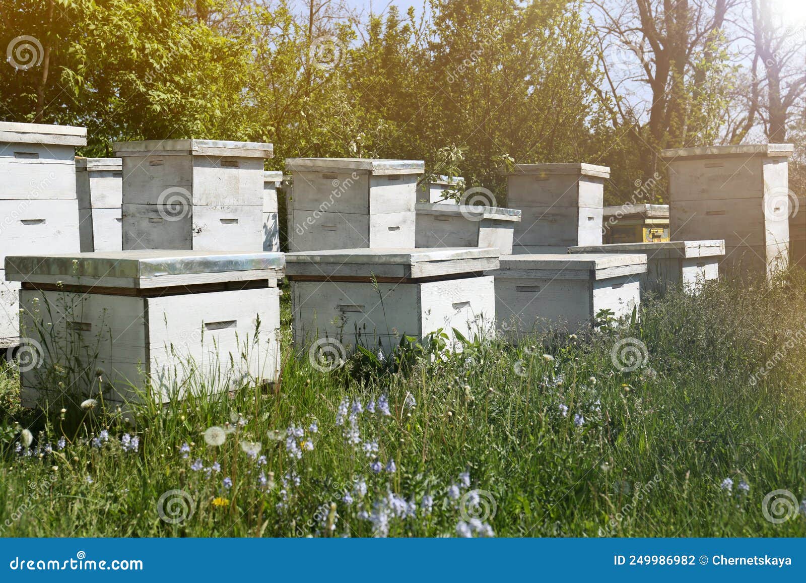 Many White Bee Hives at Apiary on Spring Day Stock Photo - Image of ...