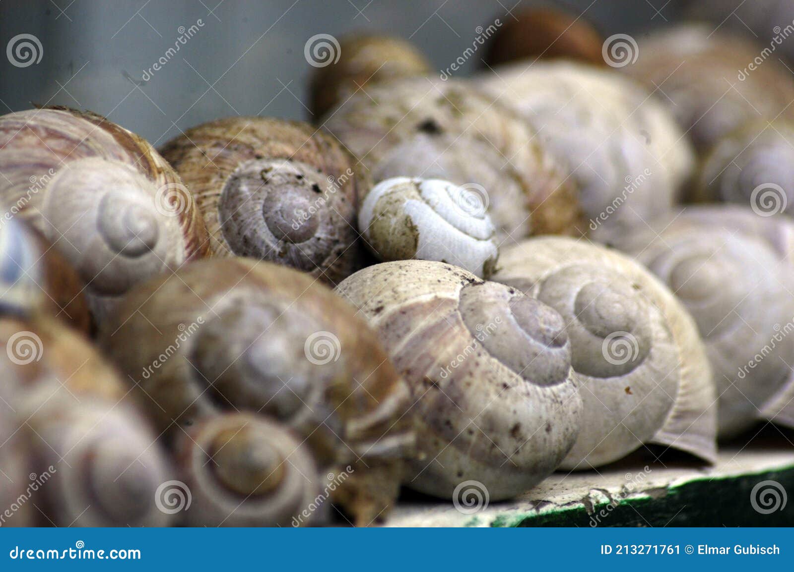 Snail or Gastropod Shells without Snails Stock Image - Image of ...