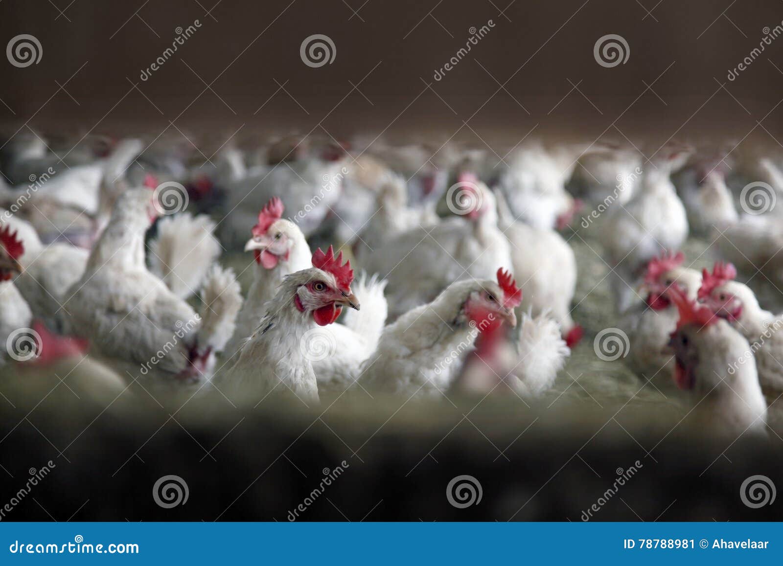 Many White Chicken Inside Farm Building Stock Image - Image of bird ...