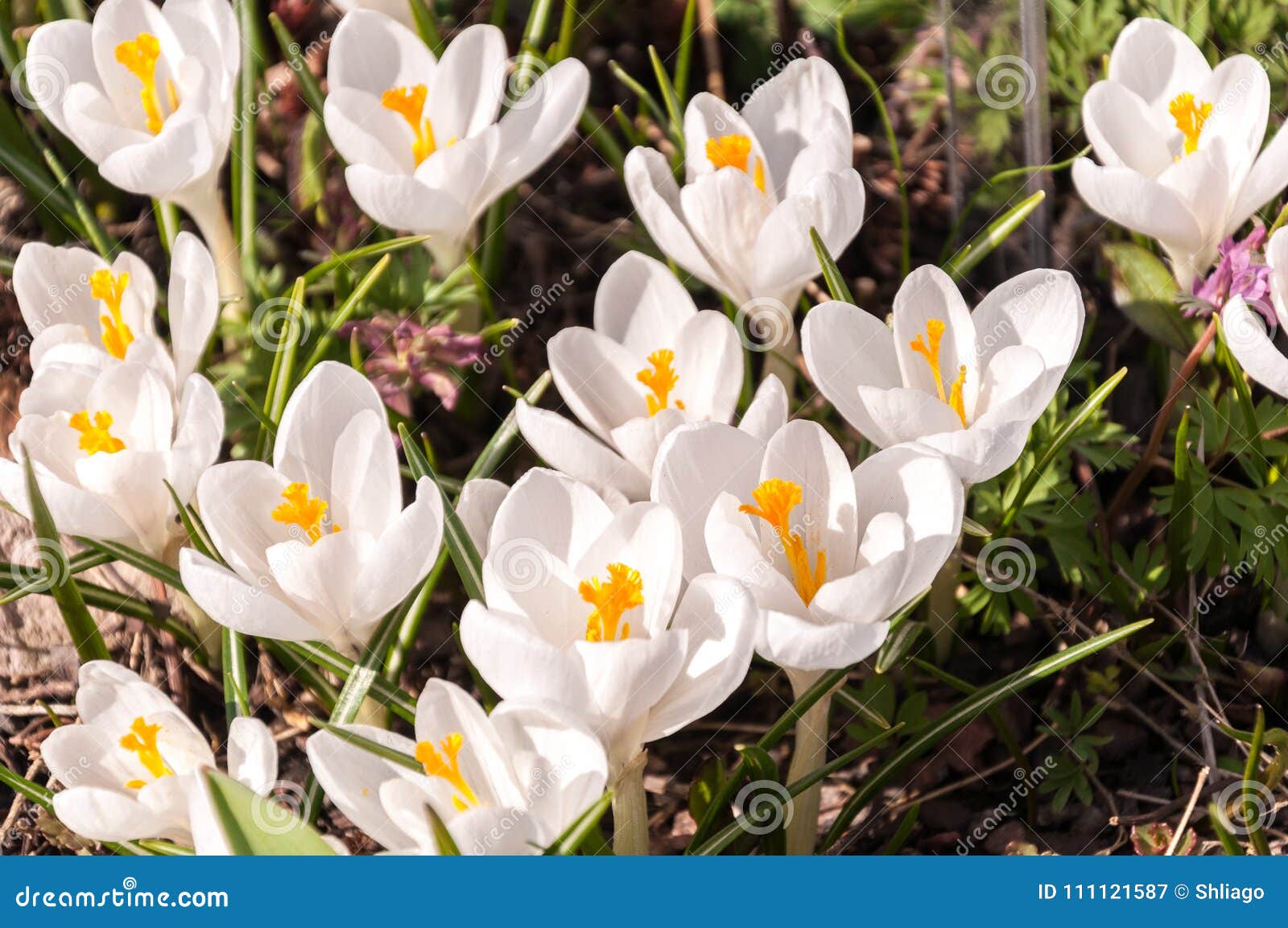 Many White Crocuses on Ground Stock Image - Image of macro, march ...