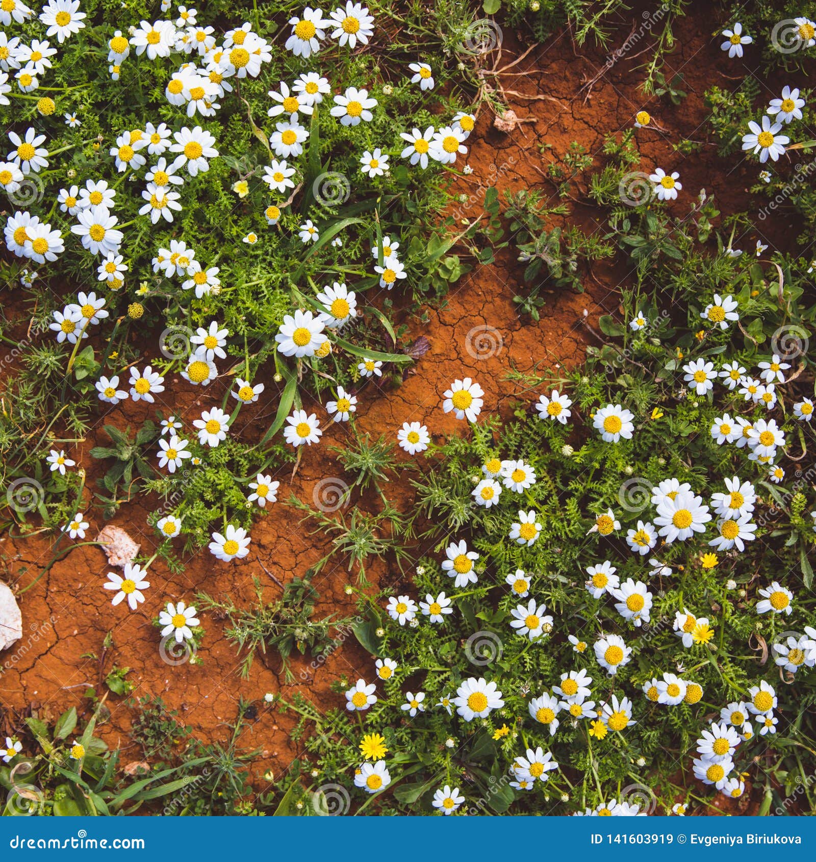 Many White Daisies in Top View of Meadow Stock Image - Image of ...