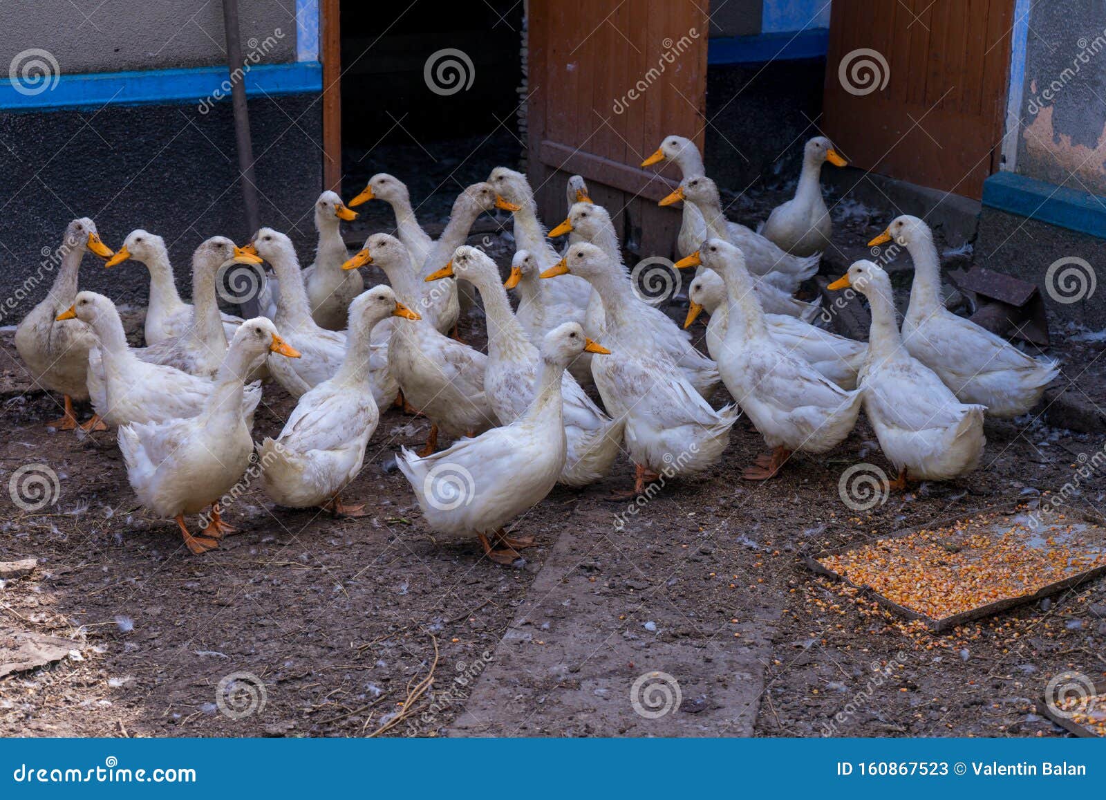 Many white duck in farm stock image. Image of animals - 160867523