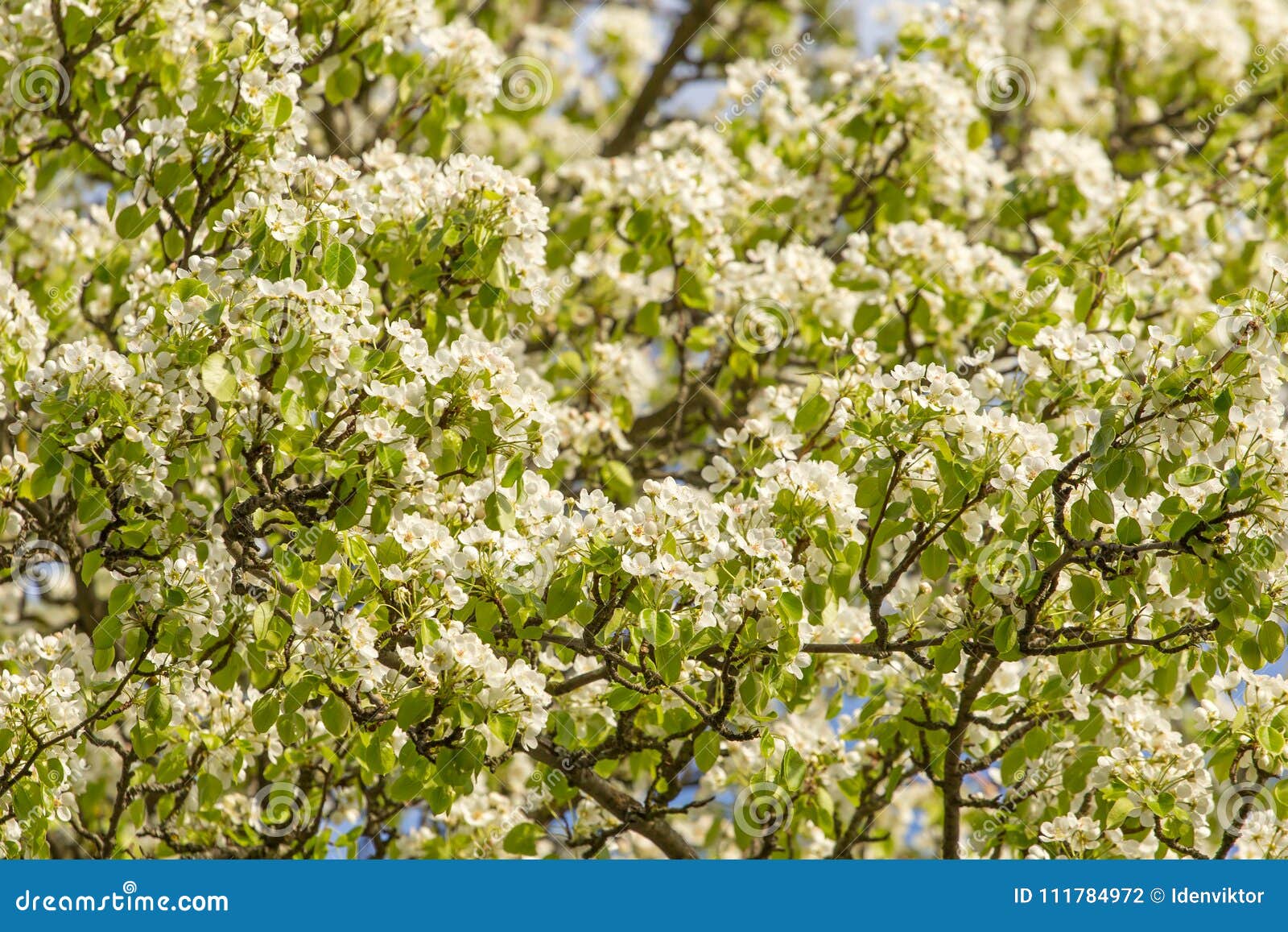 Many White Flowers on Pear Tree Branch in the Garden Stock Photo ...