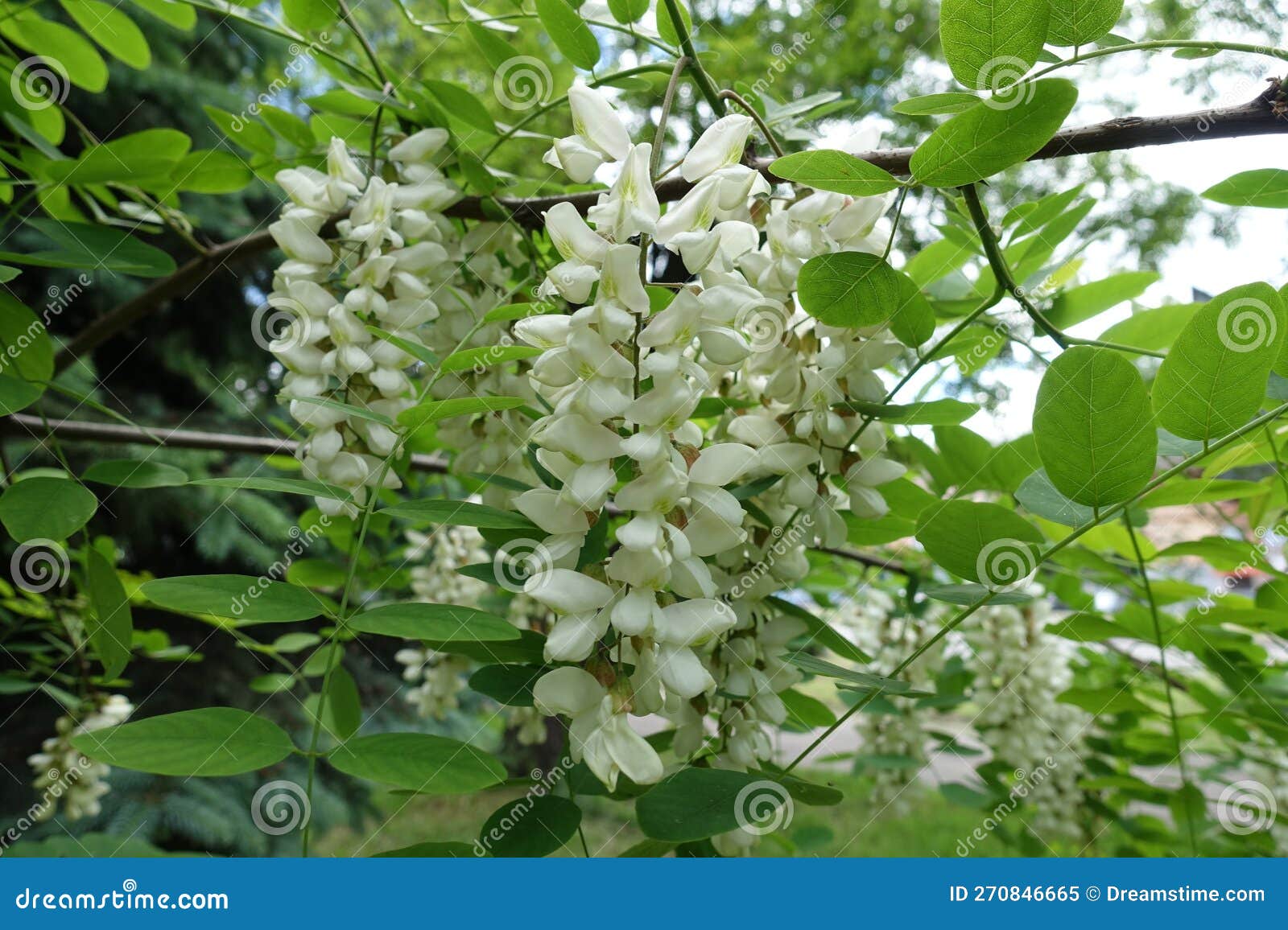 Many White Flowers of Robinia Pseudoacacia Stock Image - Image of ...