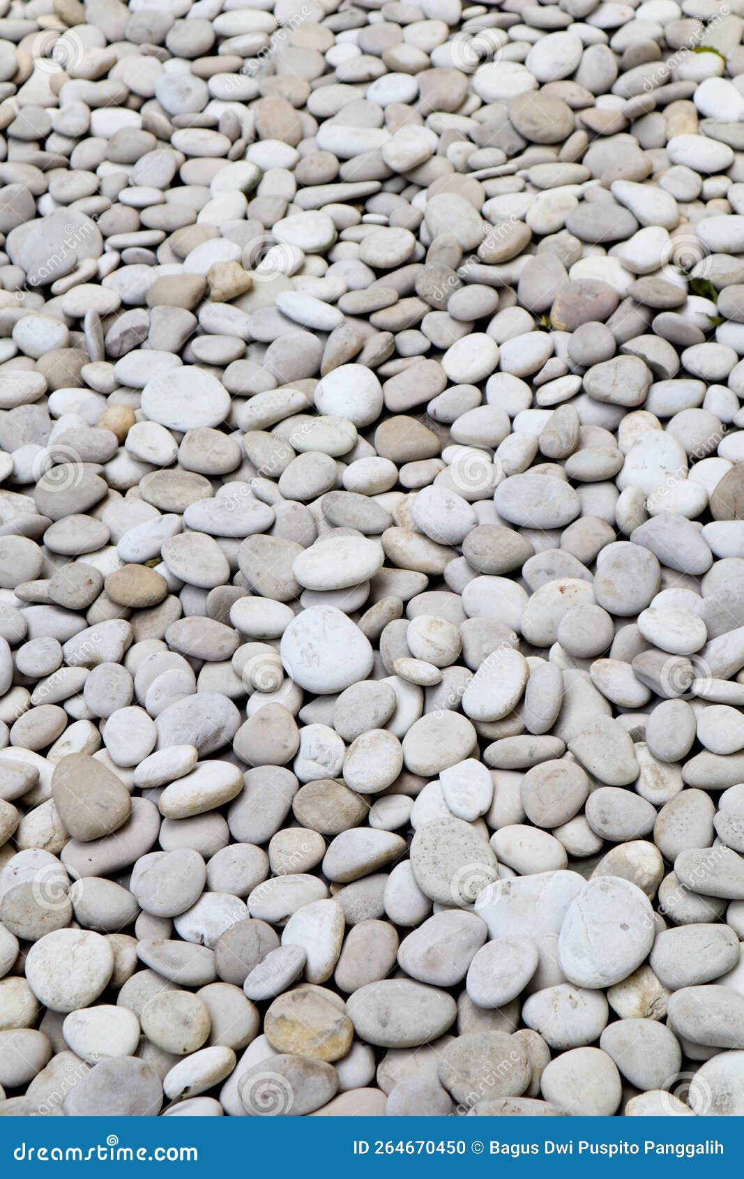 Many White and Grey Pebbles Stock Photo - Image of rock, white: 264670450