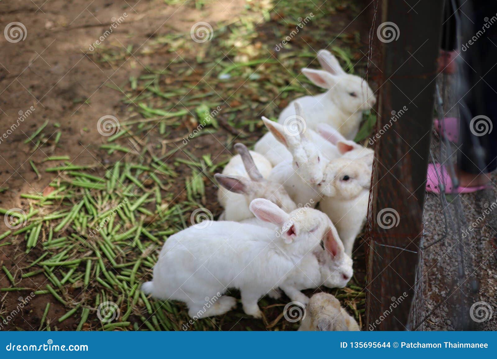 Many White Rabbits are Waiting To Eat. Stock Photo - Image of rabbits ...