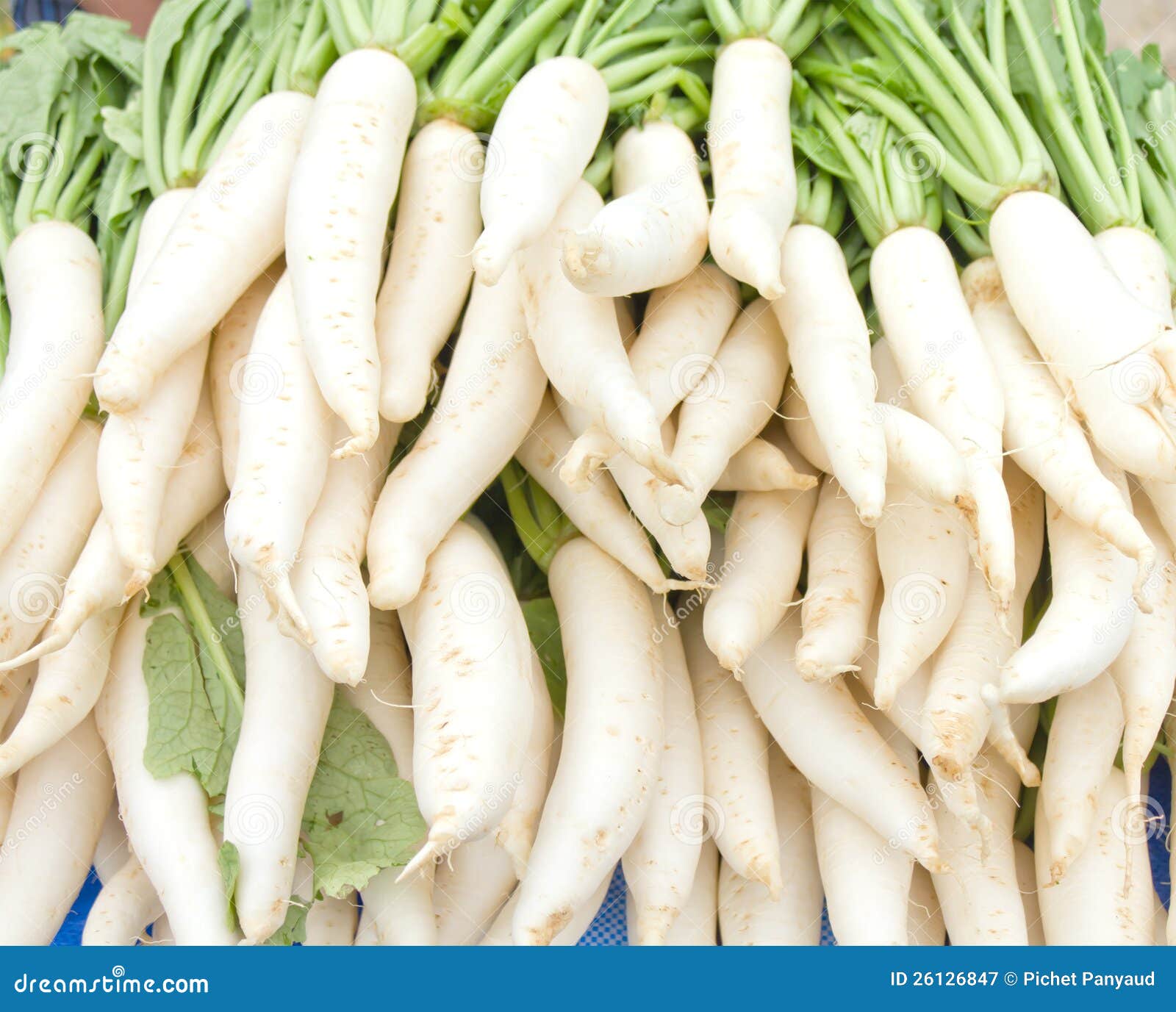 Many white radishes stock image. Image of long, organic - 26126847