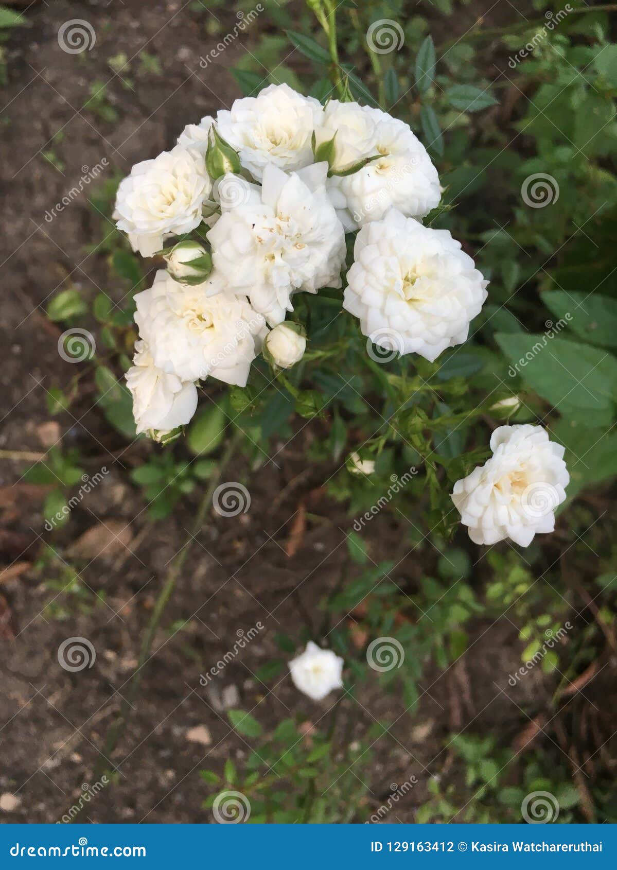 White roses stock photo. Image of garden, white, flower - 129163412